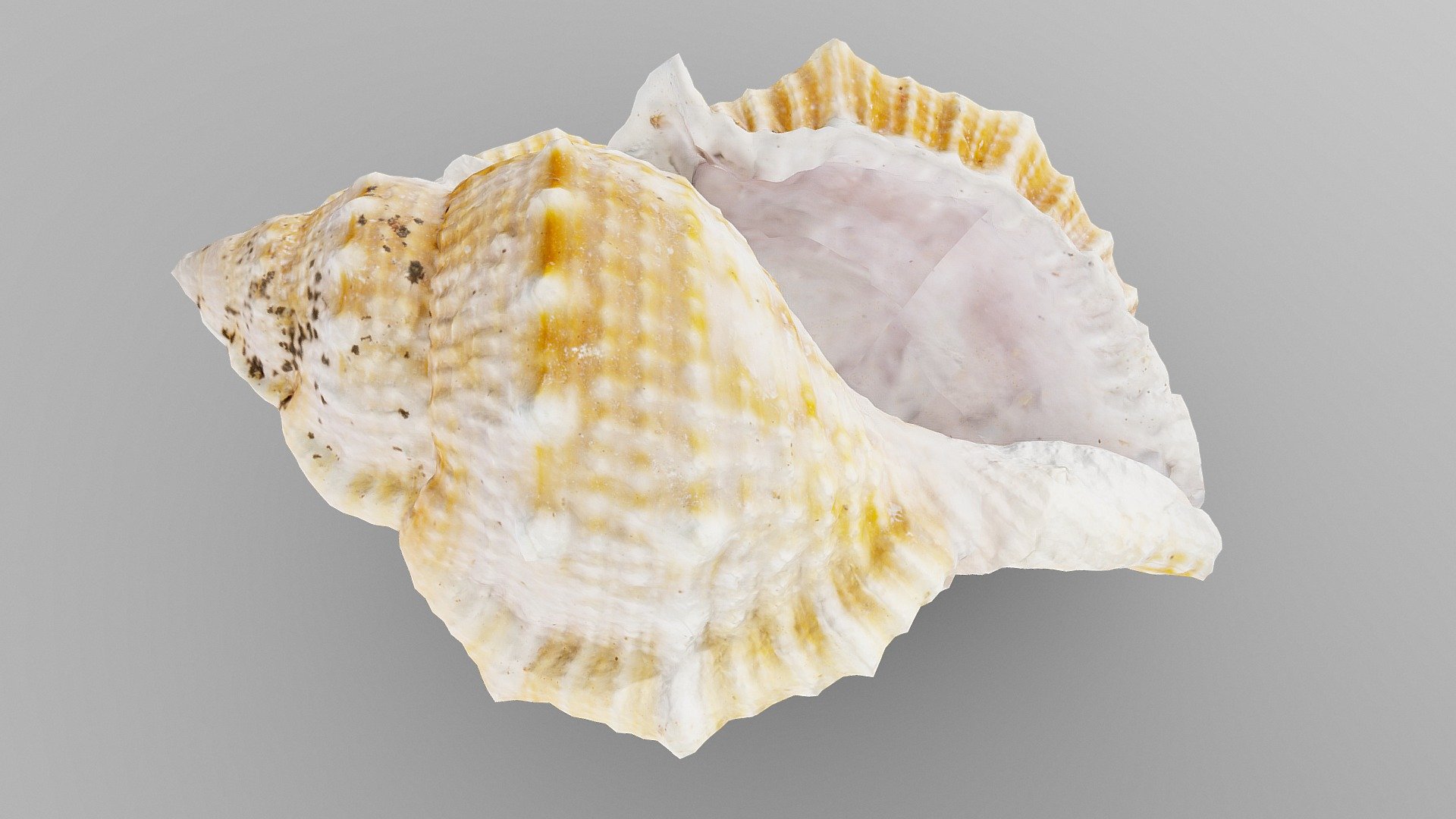 Angular Triton Sea Shell - Buy Royalty Free 3D model by Drakery ...