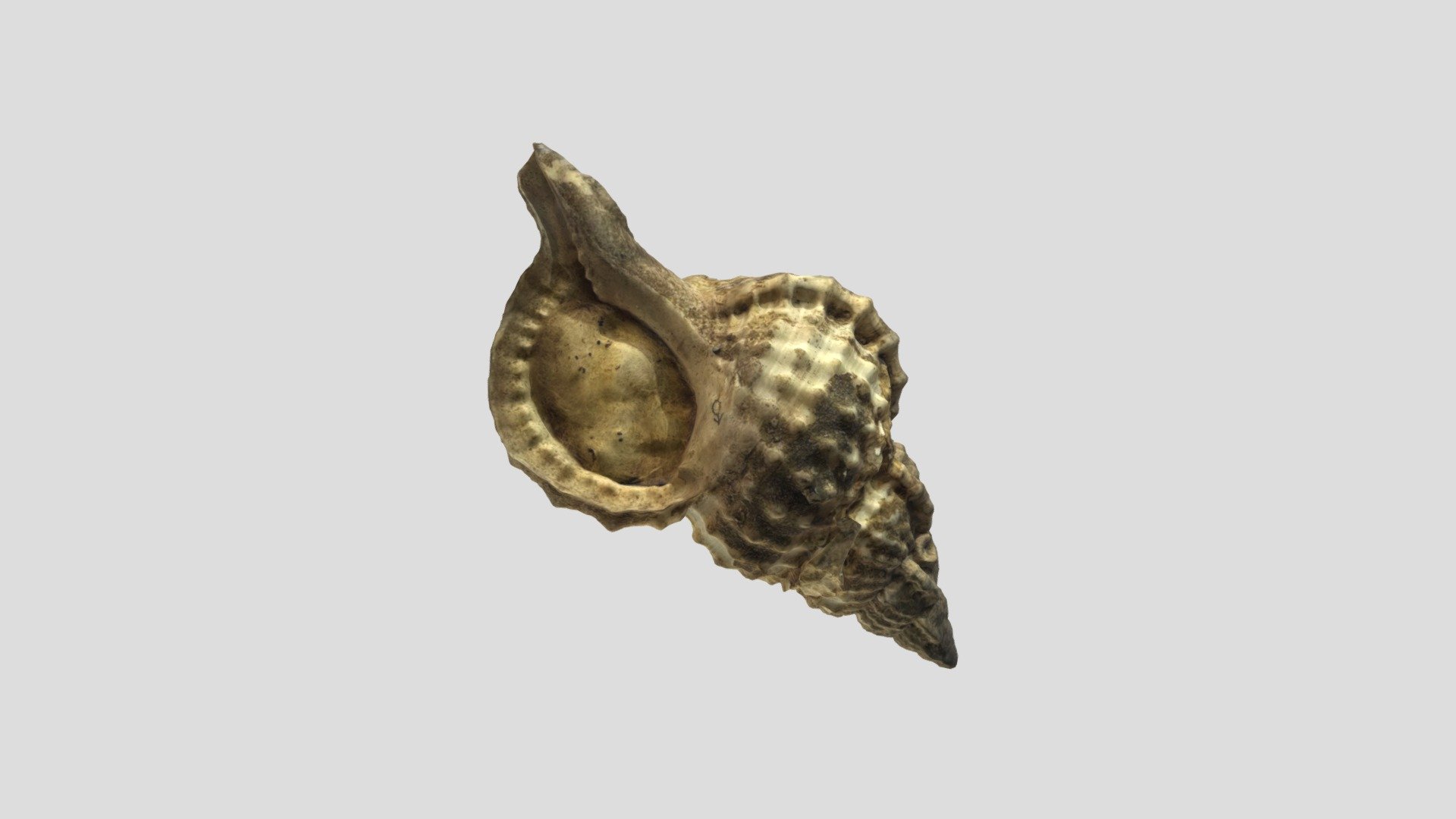 Giant Triton (Male) - 3D model by Maritime Library (@maritimelibrary ...