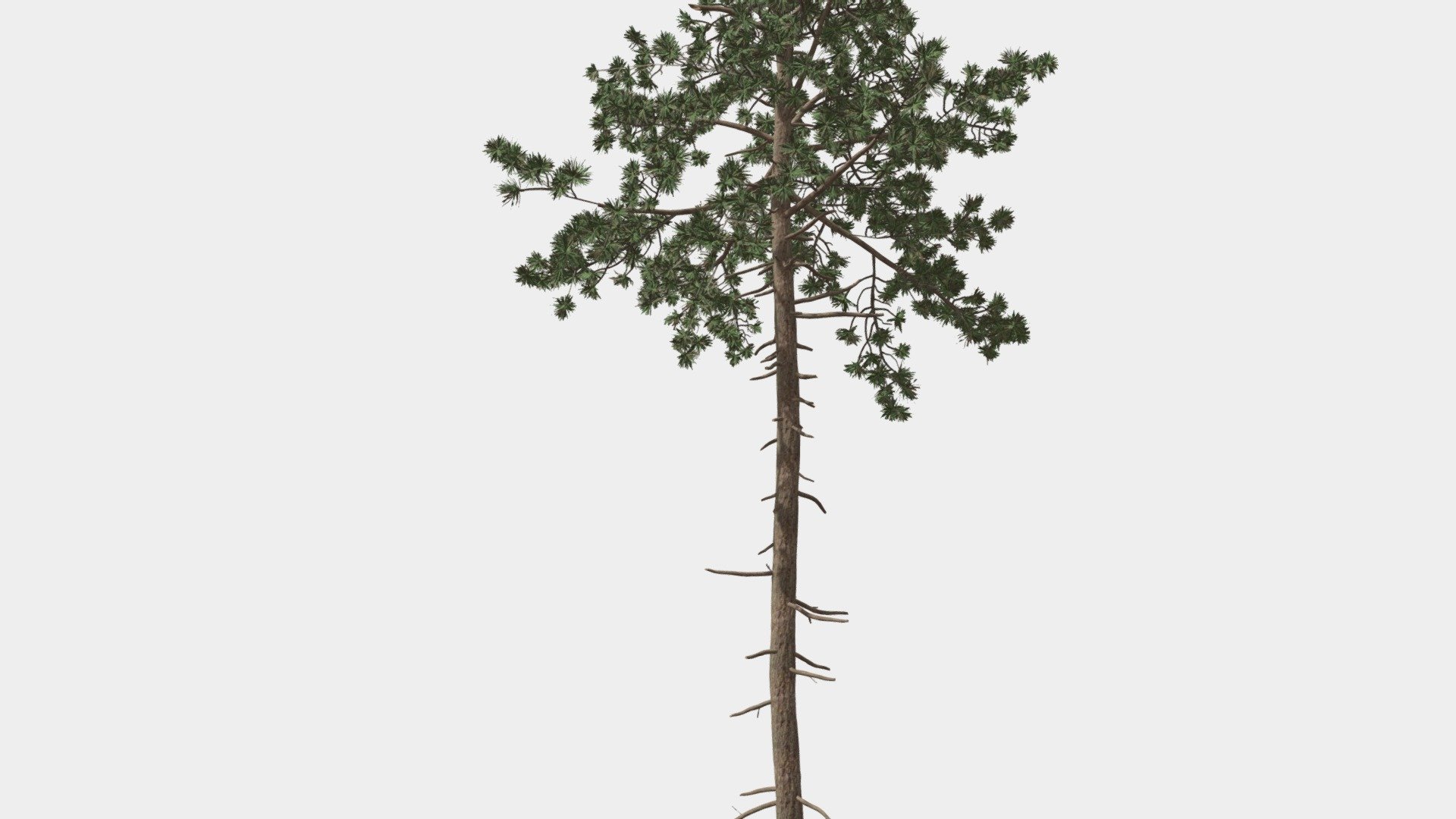 Longleaf pine mature game ready tree - Buy Royalty Free 3D model by ...