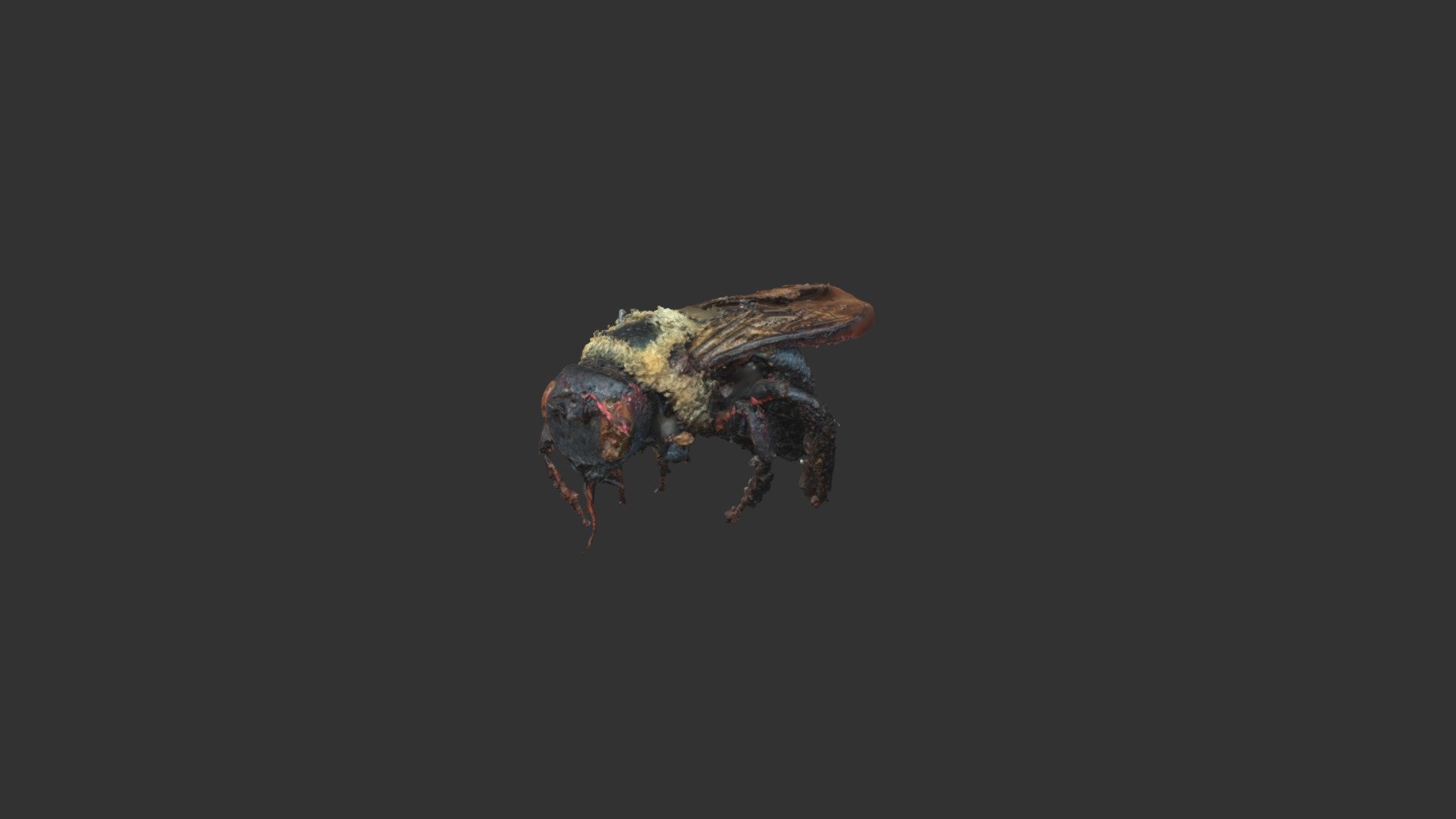 Bumblebee - 3D model by Jorge.A..Castillo-Castro [79996a5] - Sketchfab