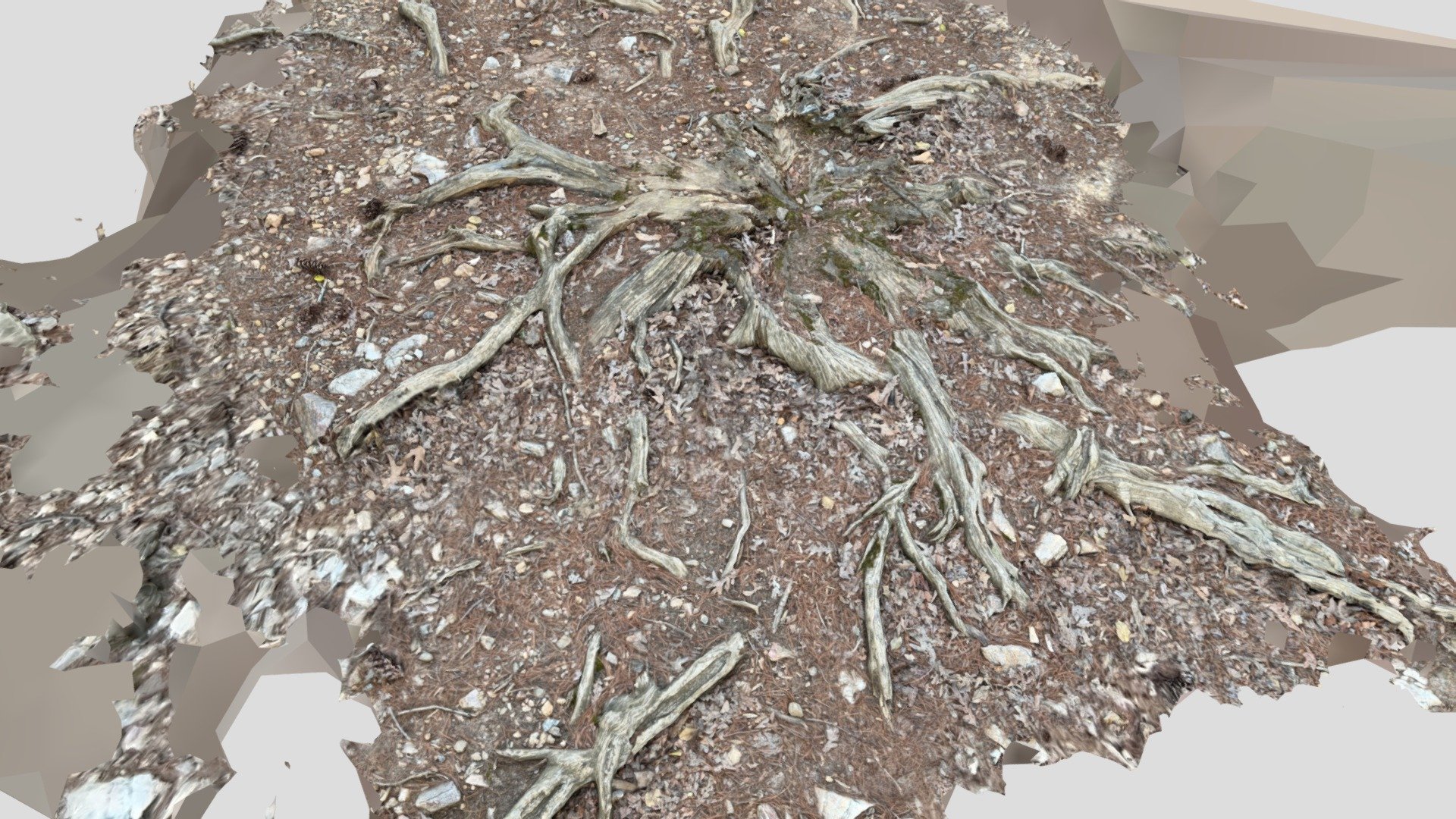Short stump and roots - Download Free 3D model by emcderm [799d612 ...