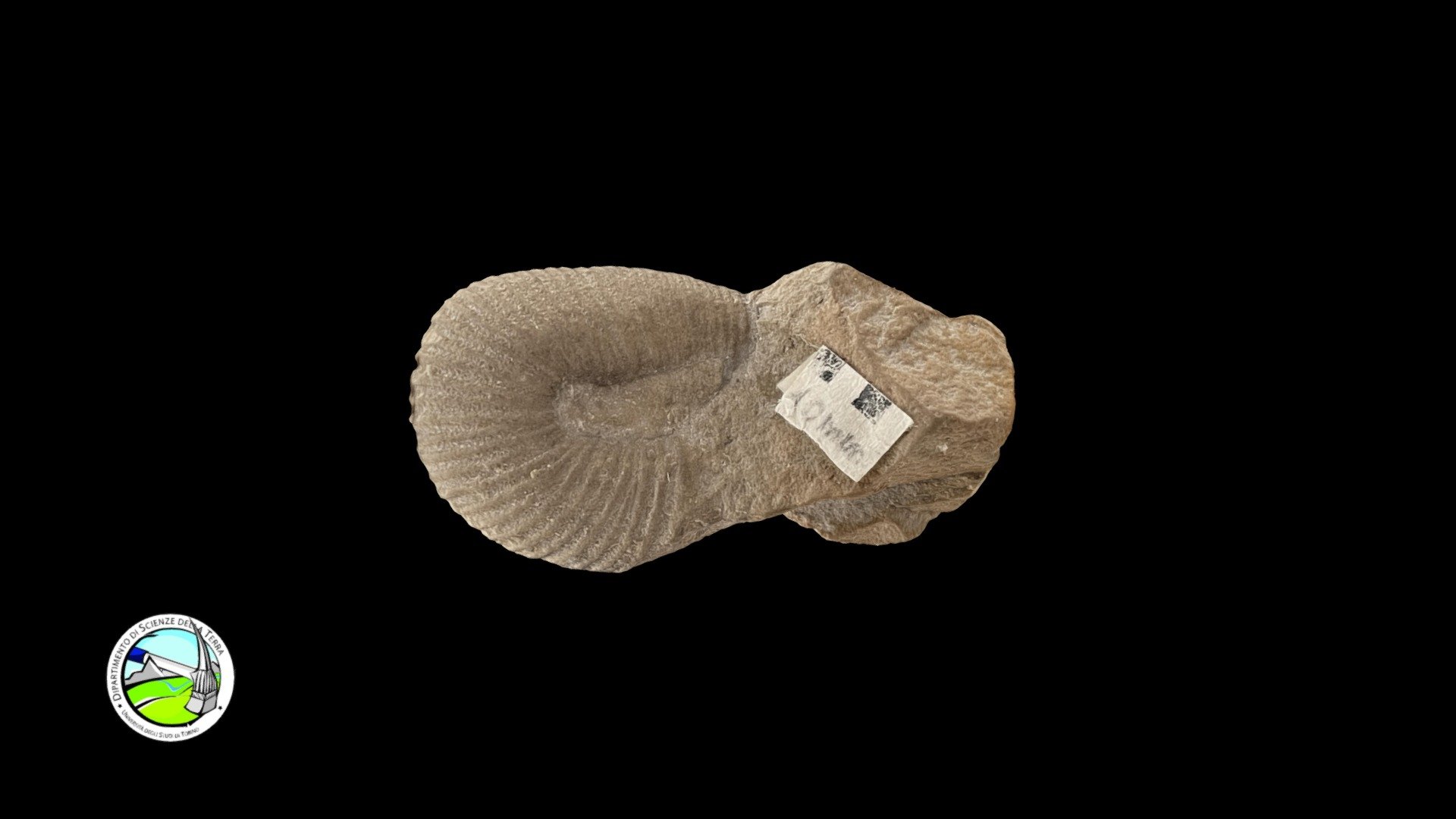 Heteroceras 2 - 3D model by Dipartimento di Scienze della Terra - UniTo ...