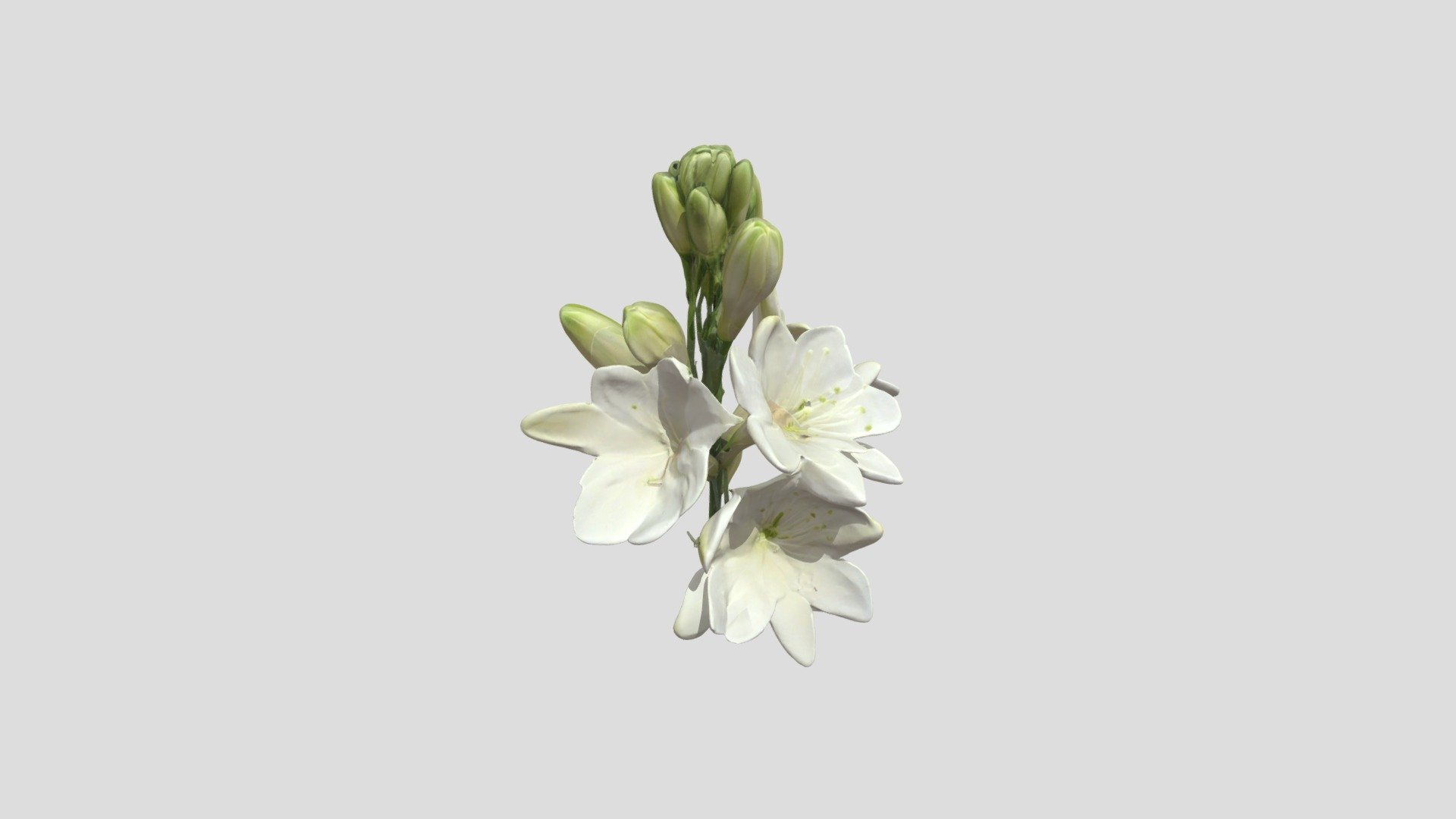 Bunga Sedap Malam - 3D model by afnanzahrudin [79a1ef9] - Sketchfab