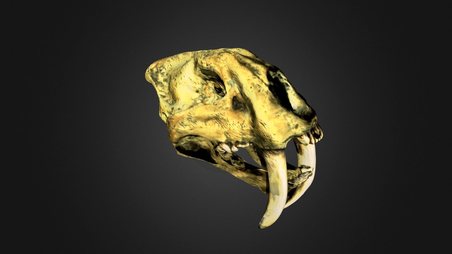 Sabertooth Tiger skull - 3D model by Fábio Jorge (@fabinhojorgenet ...