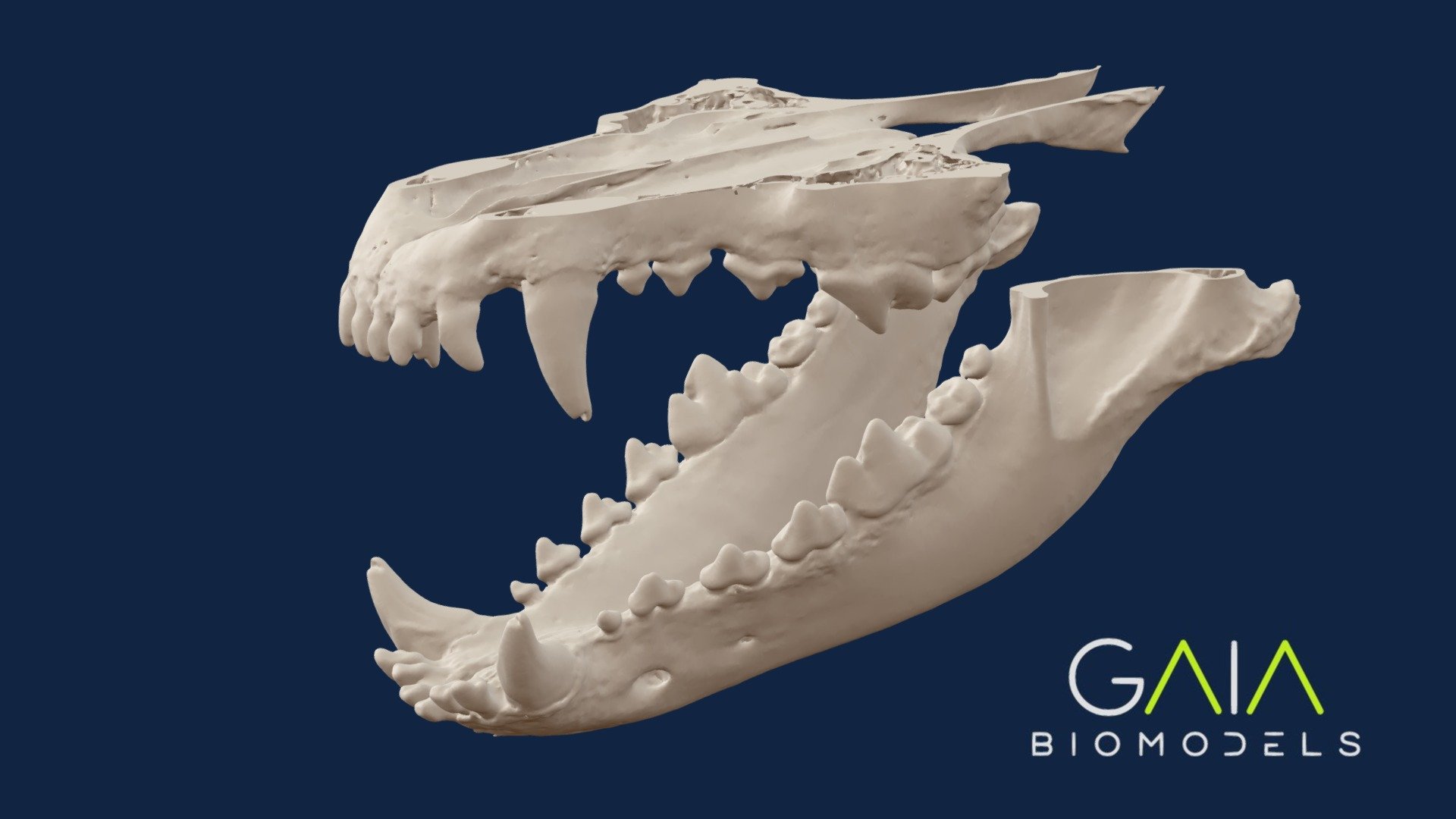 Dental chart - DOG (With labels) - 3D model by GAIA Biomodels ...