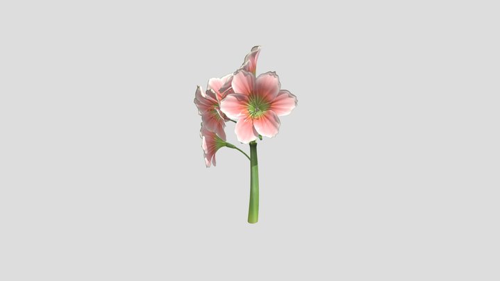Amaryllis 3D models - Sketchfab