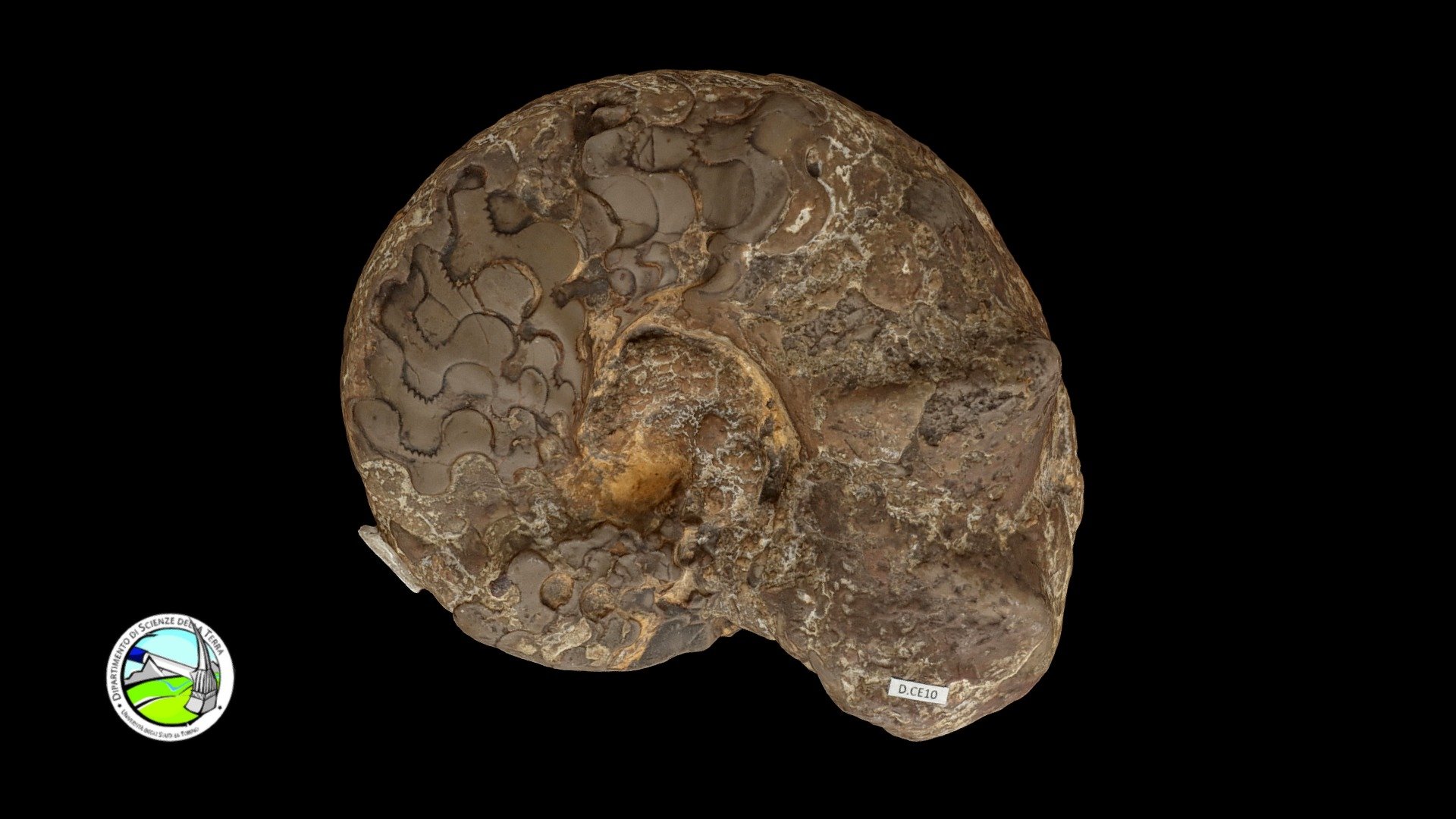 Ceratites - 3D model by Dipartimento di Scienze della Terra - UniTo ...