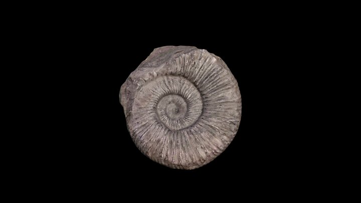 Ammonite 3D models - Sketchfab