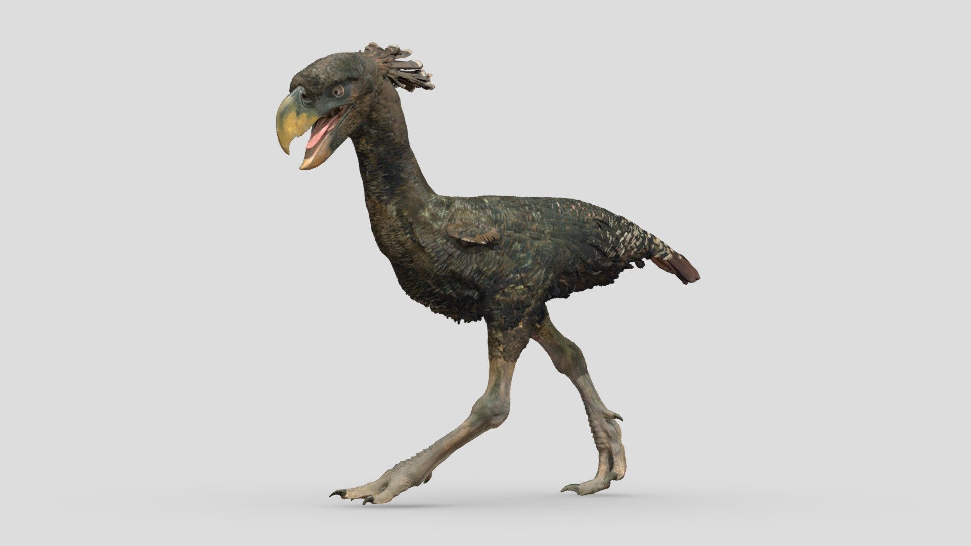 Terror Bird NHMW - RapidCompact Optimised - 3D model by Thomas Flynn ...