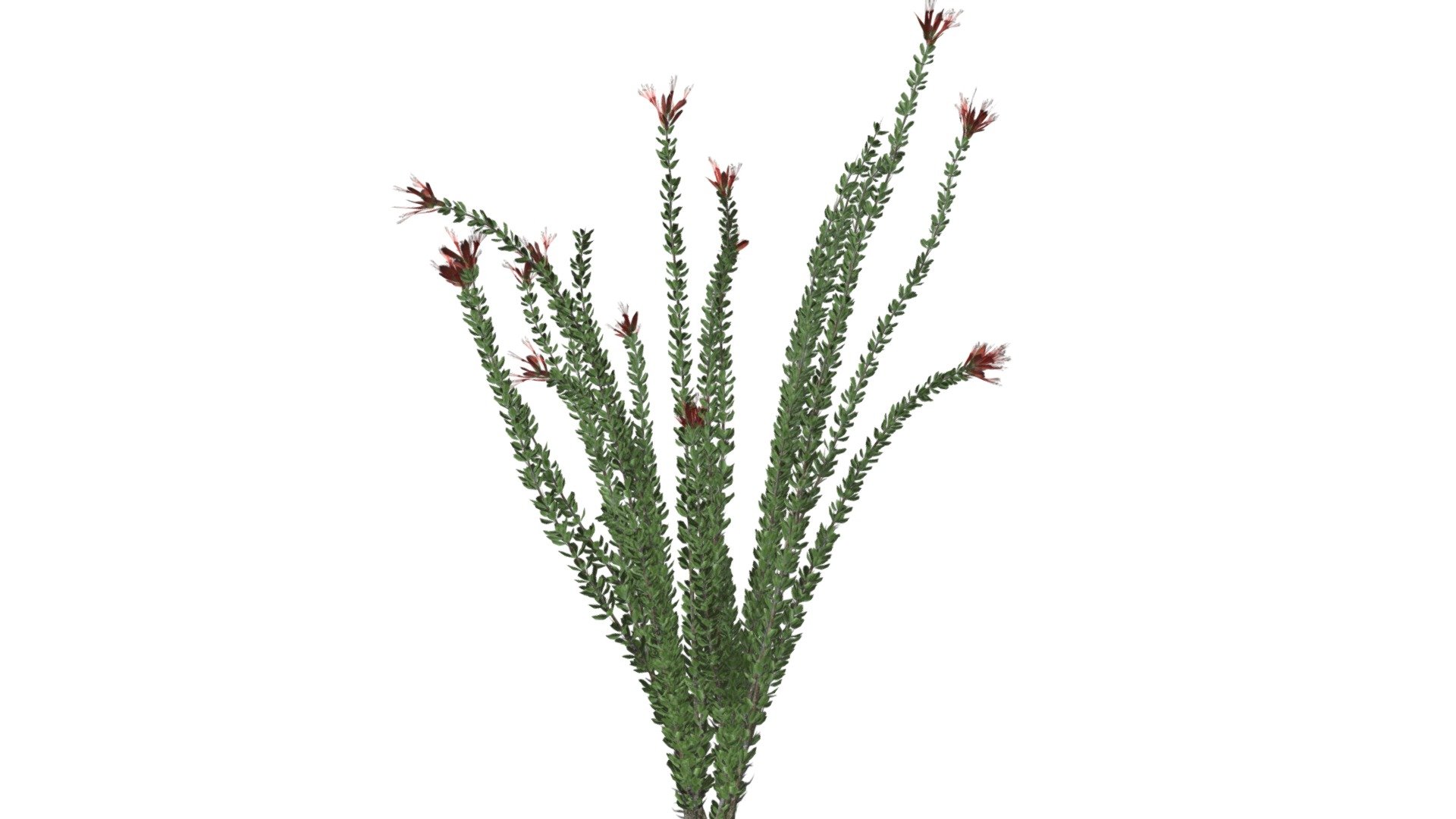 Ocotillo Plant #05 - Buy Royalty Free 3D model by meshshape [79b3399 ...