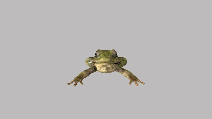 Frogs 3D models - Sketchfab