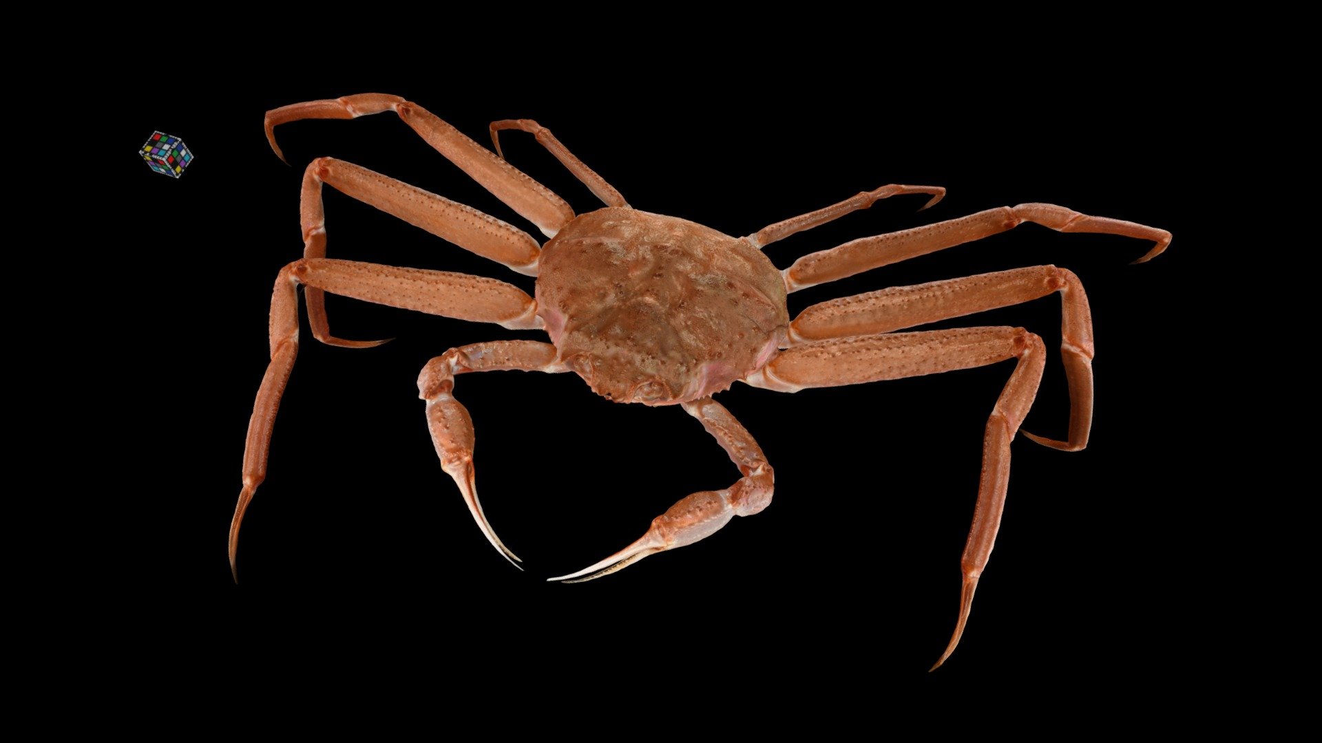 CC0 ズワイガニ 🦀 ♂ Snow Crab, Chionoecetes opilio - Download Free 3D model ...