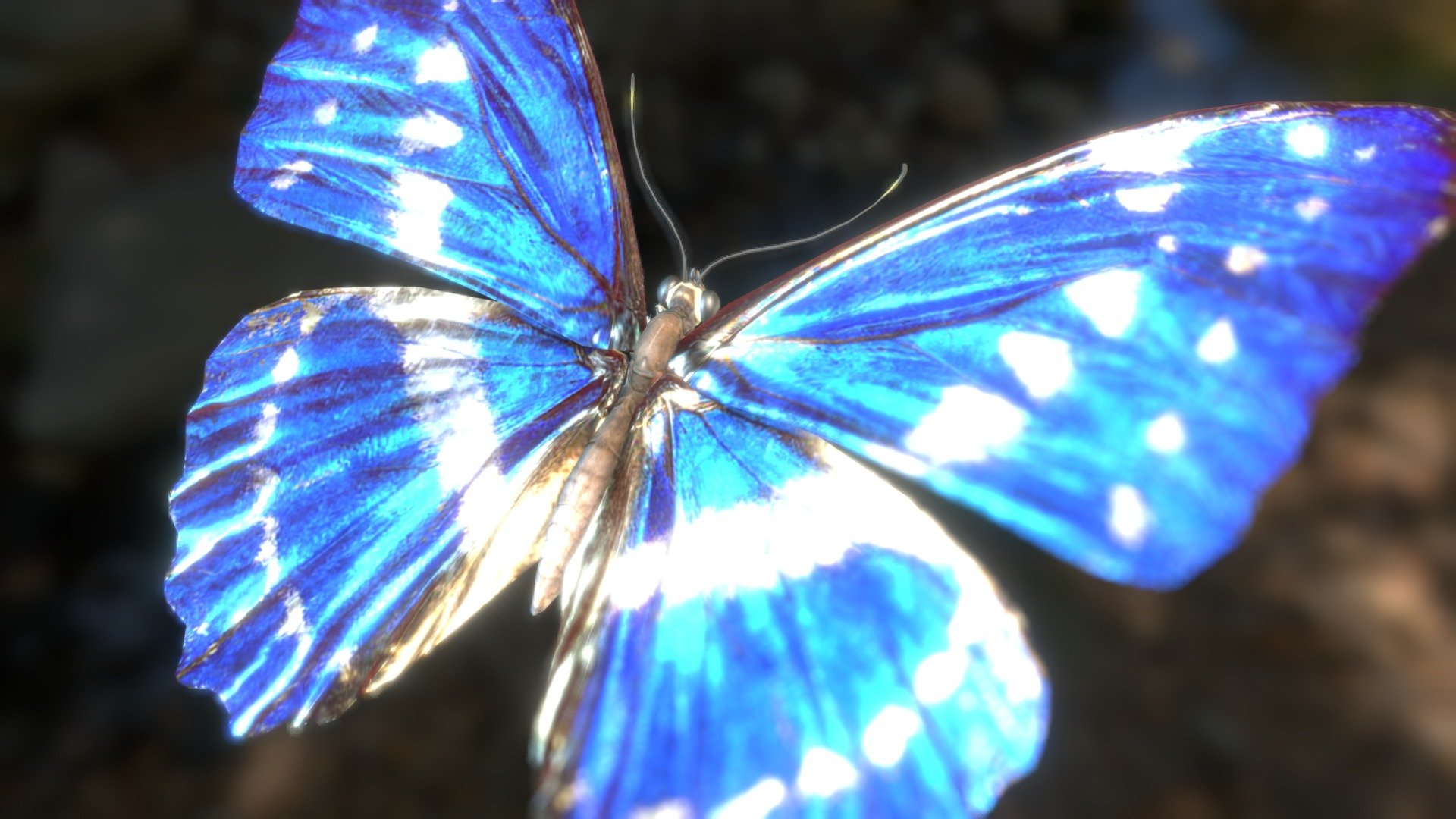 Flying morpho butterfly - Buy Royalty Free 3D model by Boycraft ...