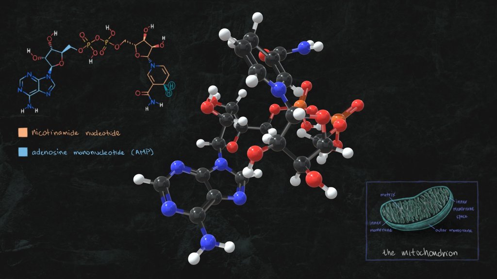 Oxidative Phosphorylation - A 3D model collection by University of ...
