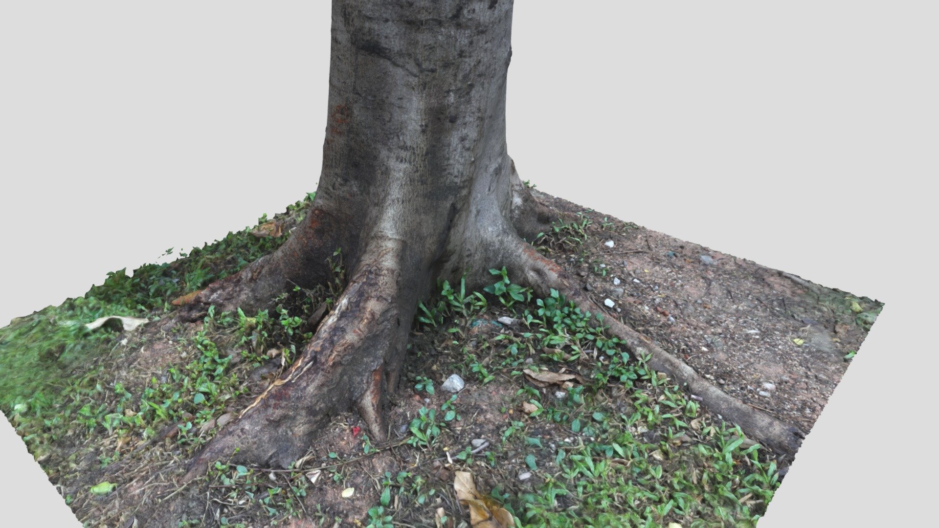 Tree 09 Scan - Download Free 3D model by joeshu [79e169c] - Sketchfab
