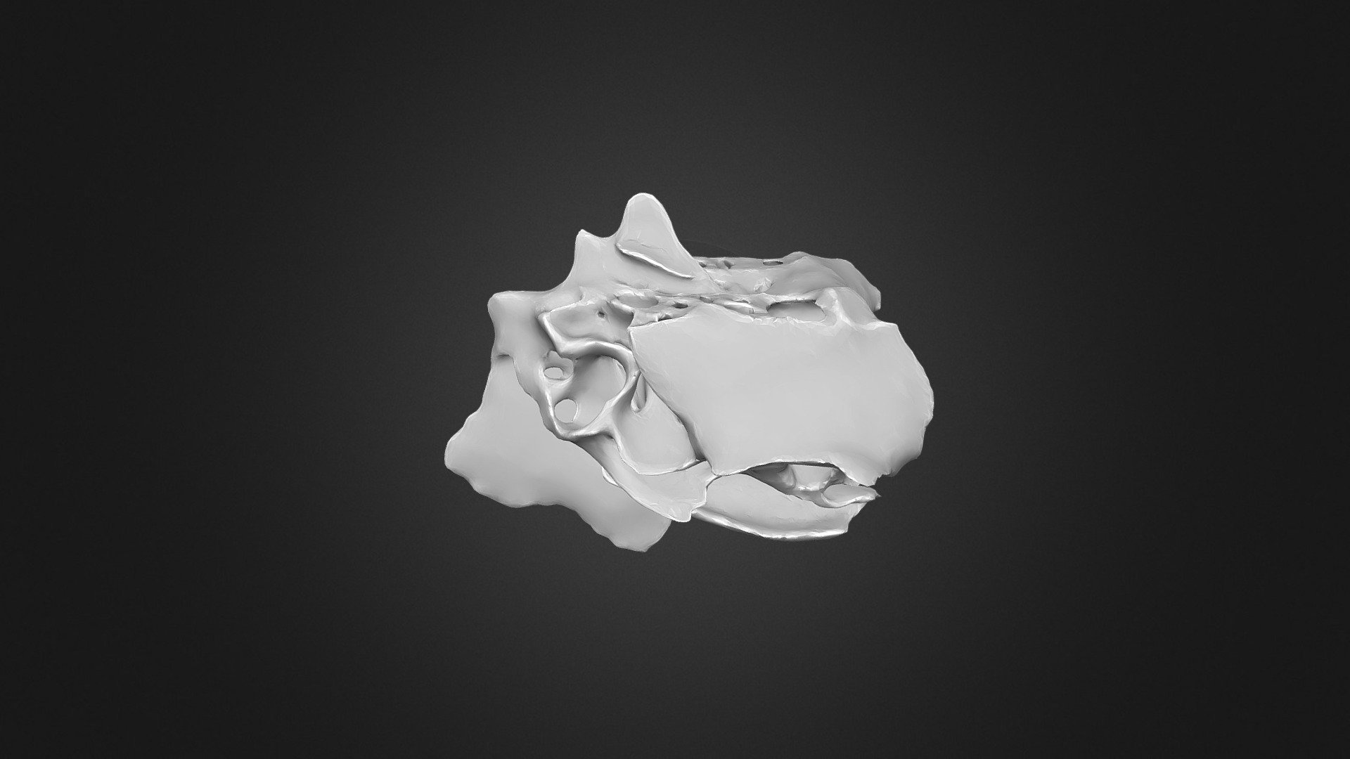 Human ethmoid - 3D model by franc1x [79e43a4] - Sketchfab