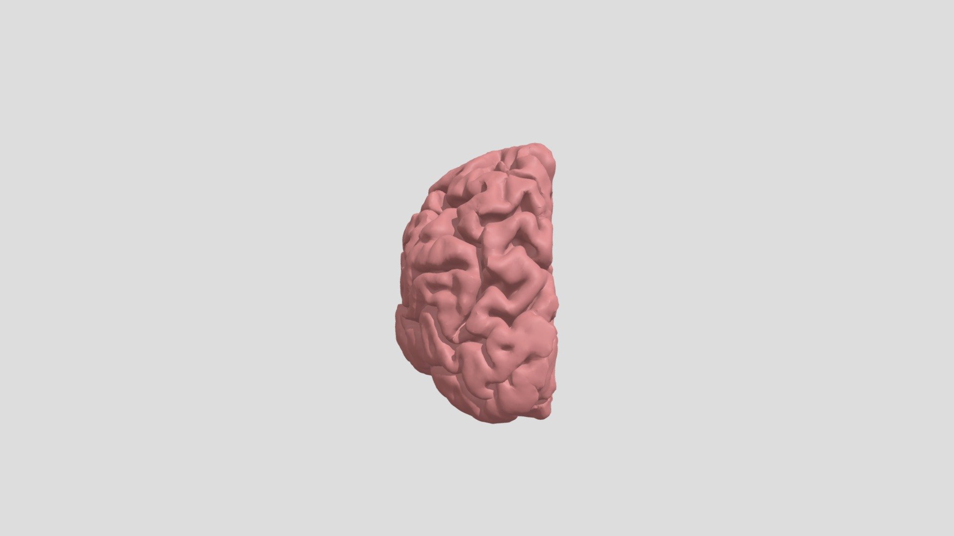 Endocrine System - Download Free 3D model by stogoskij [79e4c5d ...