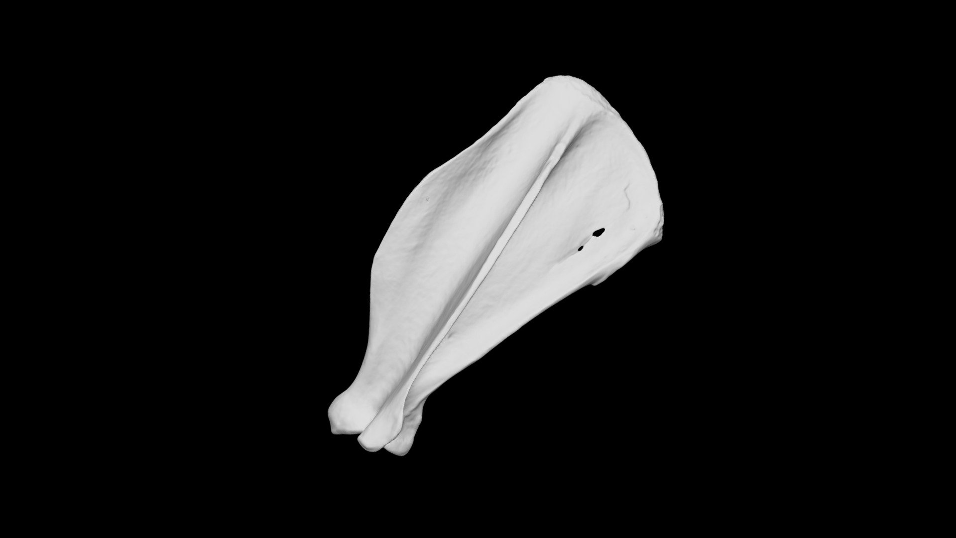Dog scapula, left - 3D model by Dr. Bobick's Virtual Anatomy Lab ...