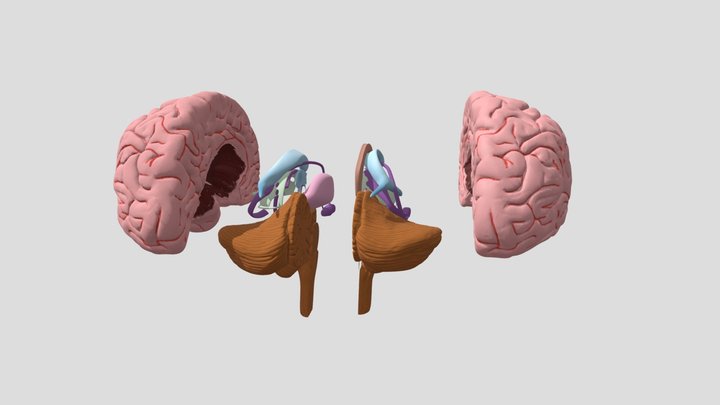 Internal_organs 3D models - Sketchfab