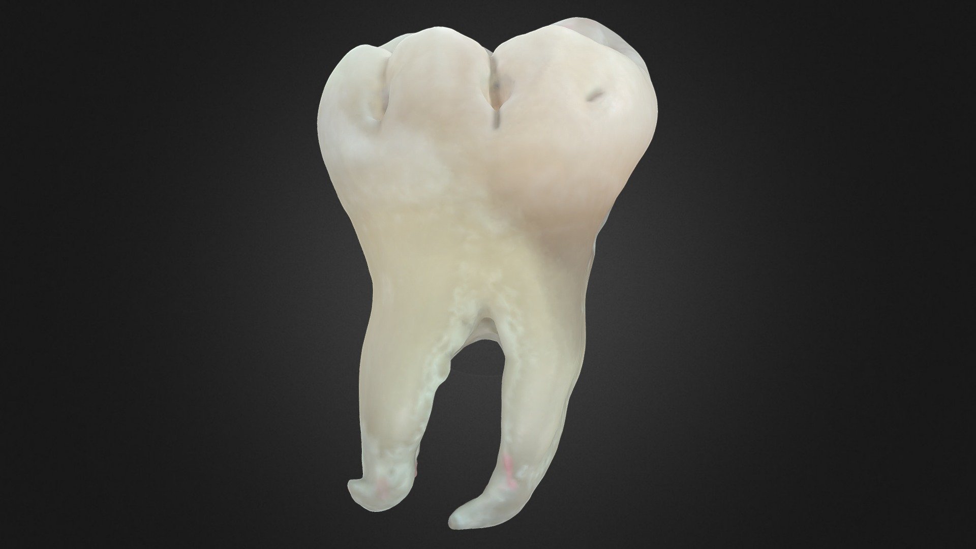Dente 46 - Lower Right First Molar (ID 46c) - Download Free 3D model by ...