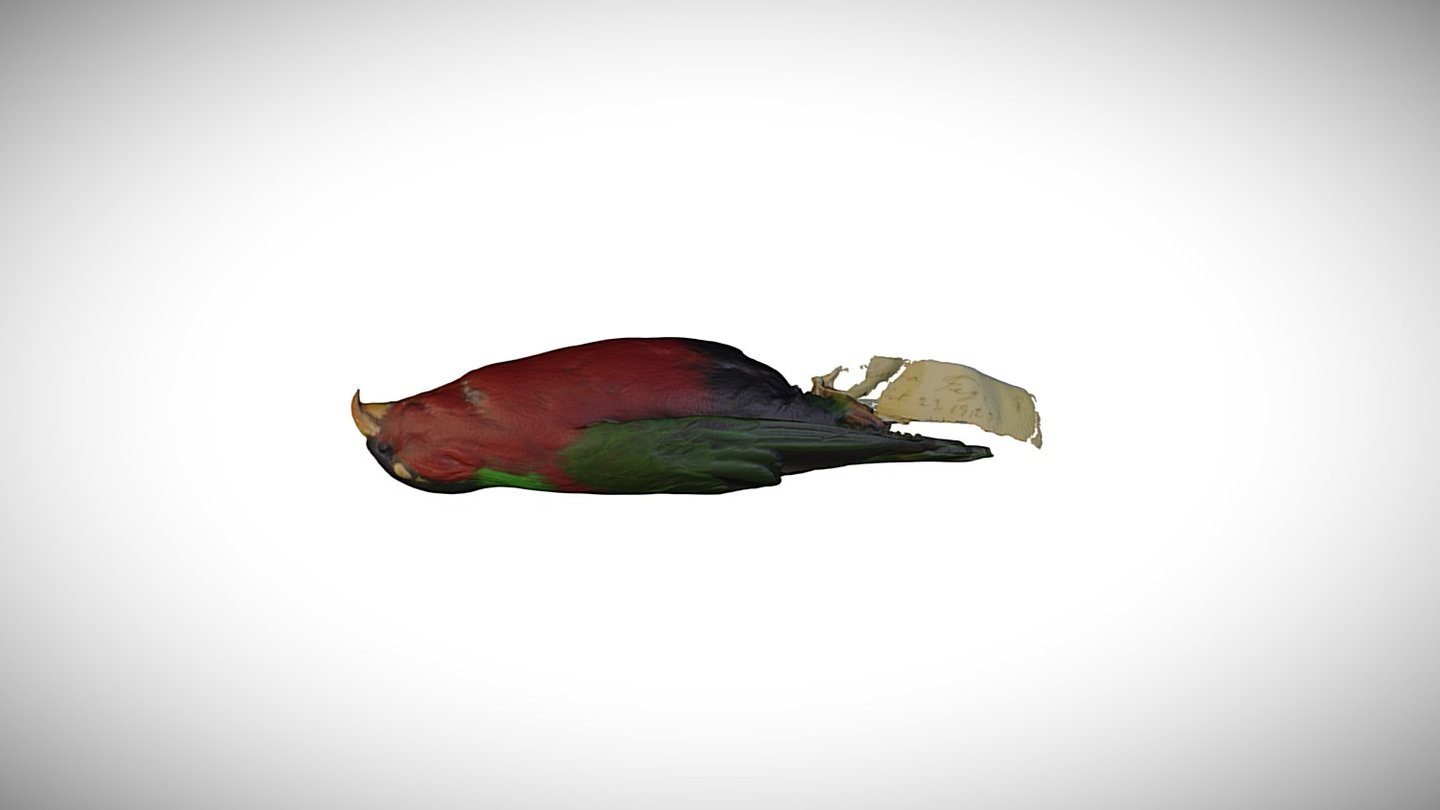 Phigys solitarius (collared lory) / ORN 61608 - 3D model by California ...