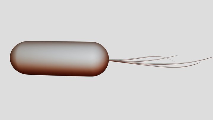 Medical-microbiology 3D models - Sketchfab