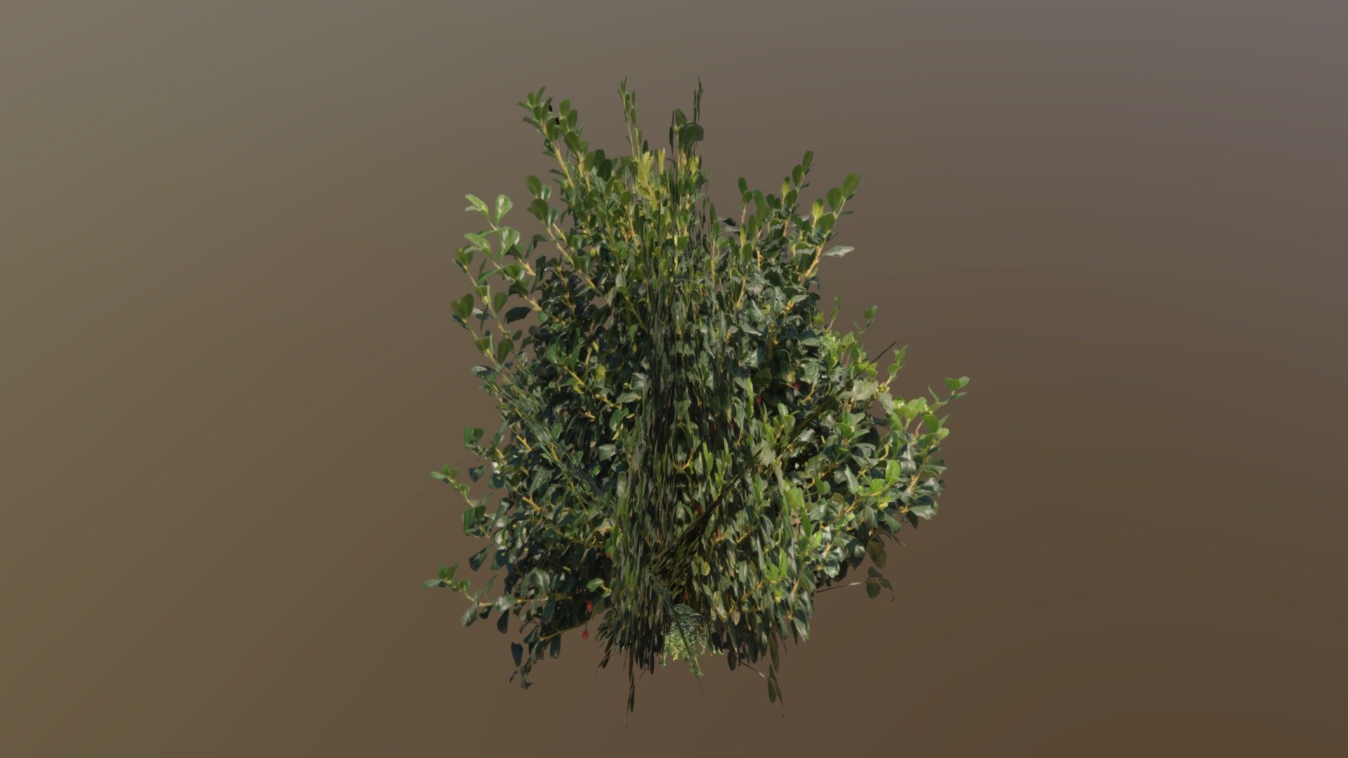 Bush - 3D model by Víctor Plaza (@vplazalopez) [79fa639] - Sketchfab