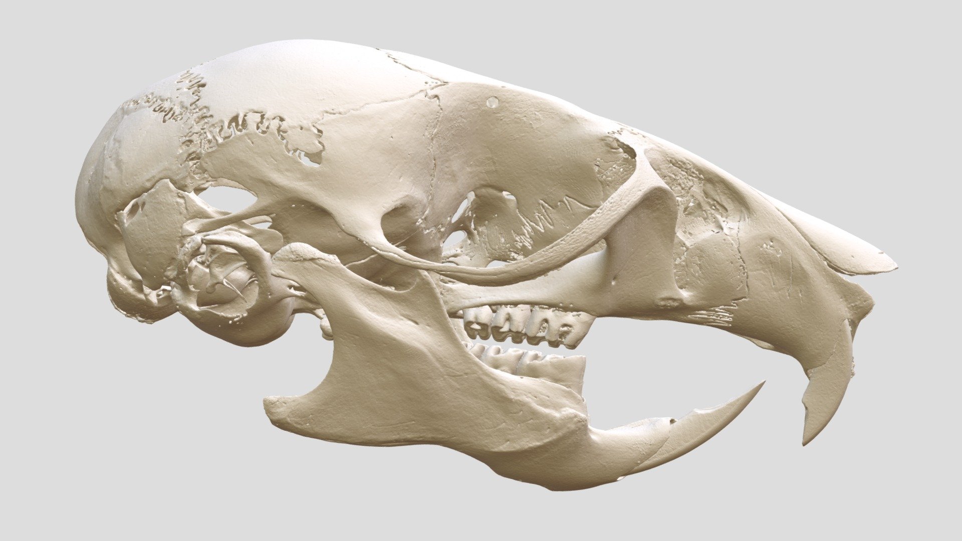 Phyllotis haggardi (MSB:Mamm:196776) - 3D model by Biodiversity ...