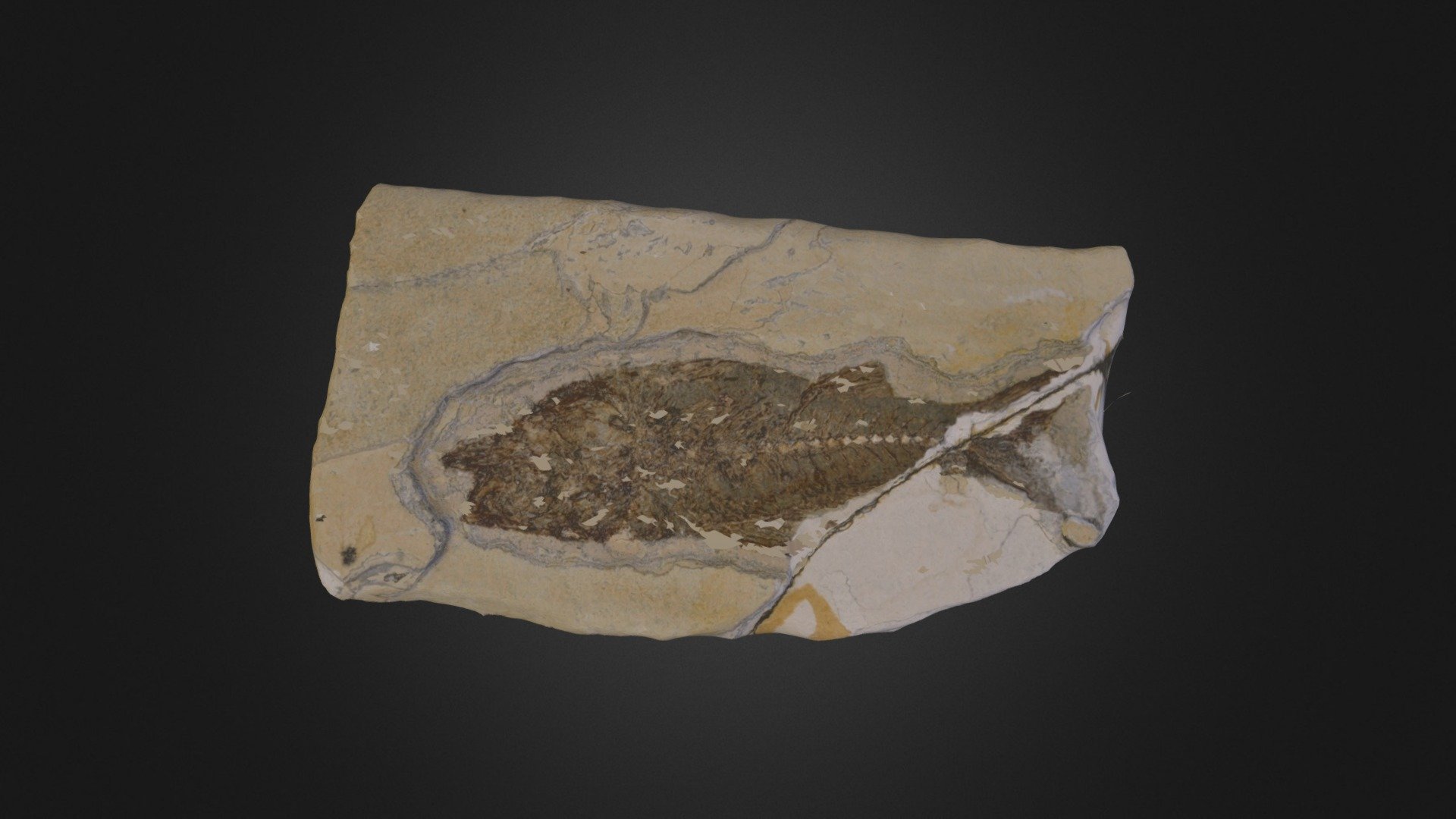 SEA BASS FOSSIL - 3D model by 3D Fossils (@conqueror78) [79ff36c ...