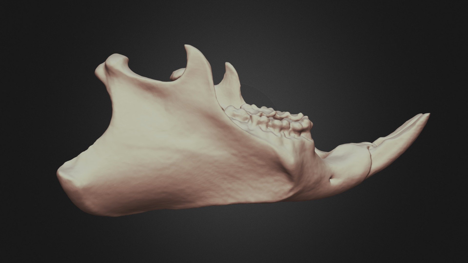 Marmota monax (Groundhog) Mandible - 3D model by Lakehead Anthropology ...
