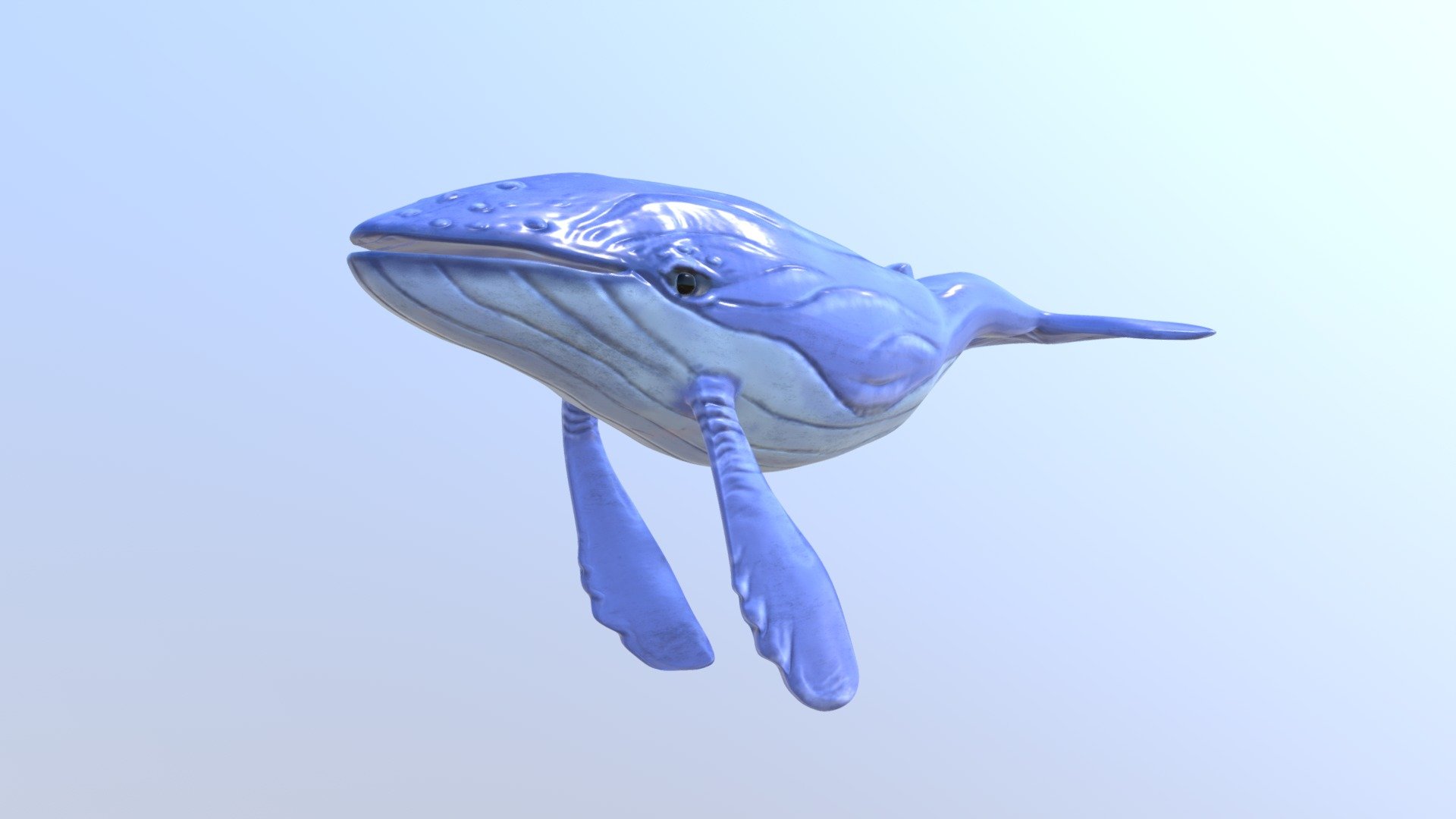 Whale - 3D model by NooraT [7a0814a] - Sketchfab