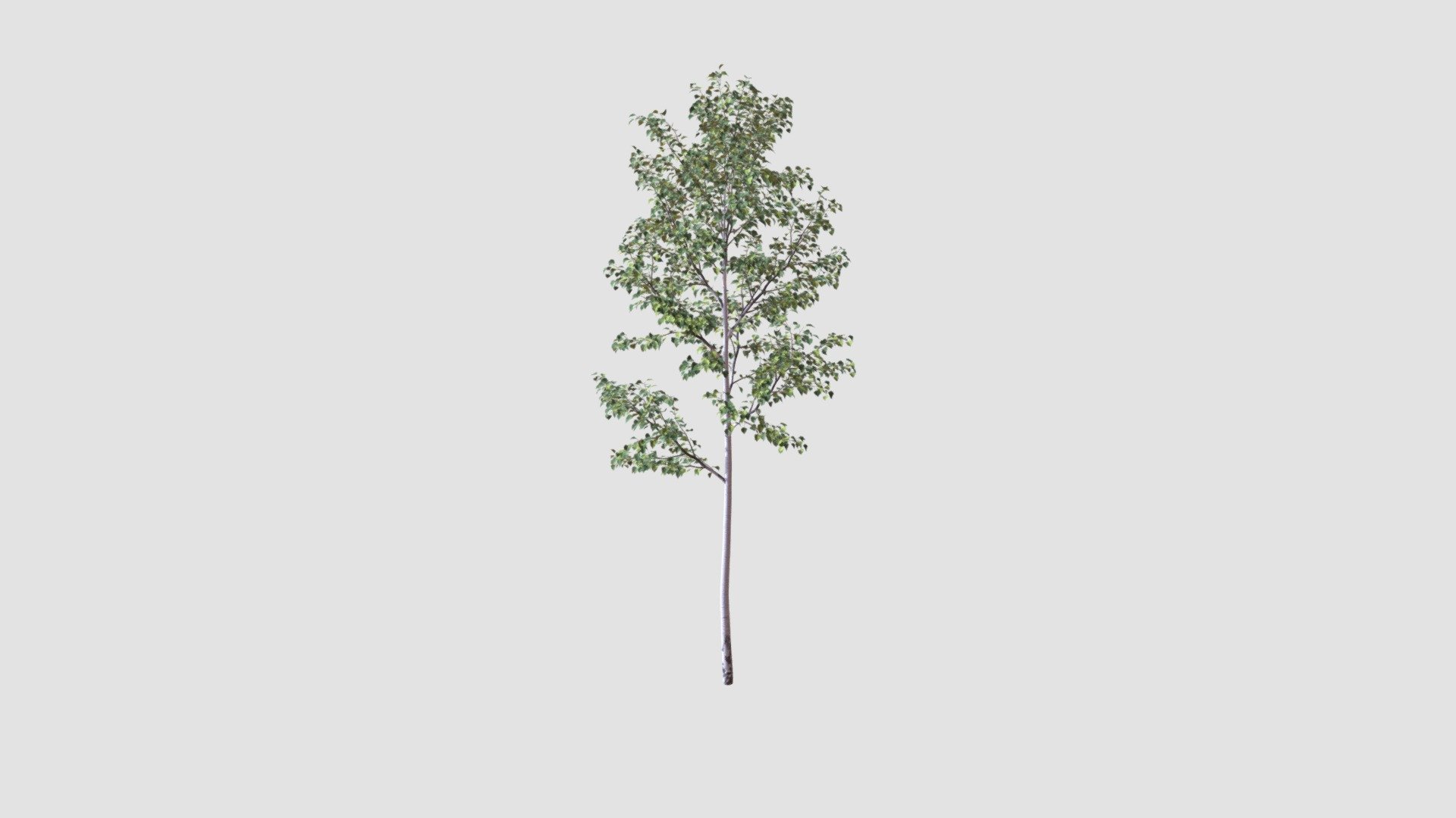 Tree - Buy Royalty Free 3D model by Evermotion [7a0a37e] - Sketchfab Store