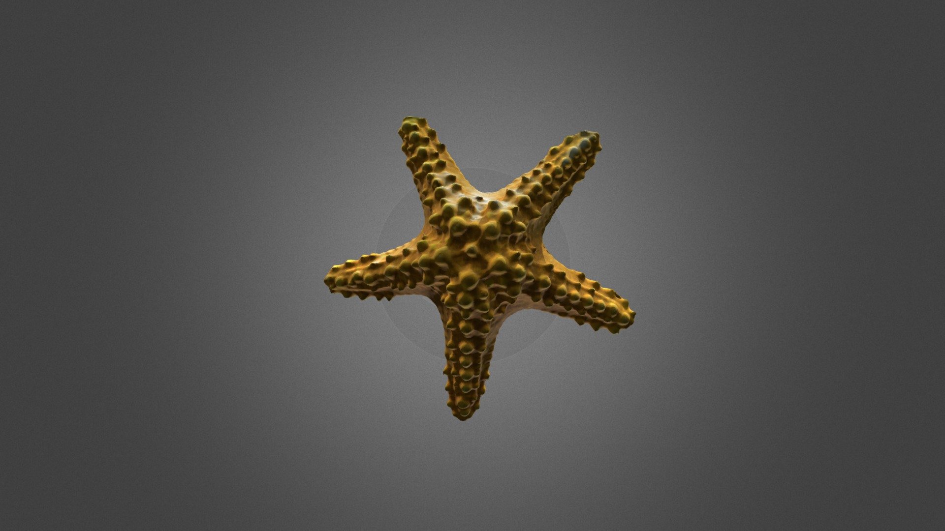Sea Star - 3D model by Mid-Pacific Institute Museum Studies ...
