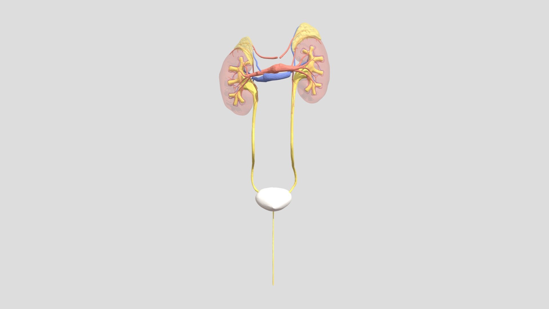Renal System - Download Free 3D model by Ruth Lilly Medical Library, IU ...