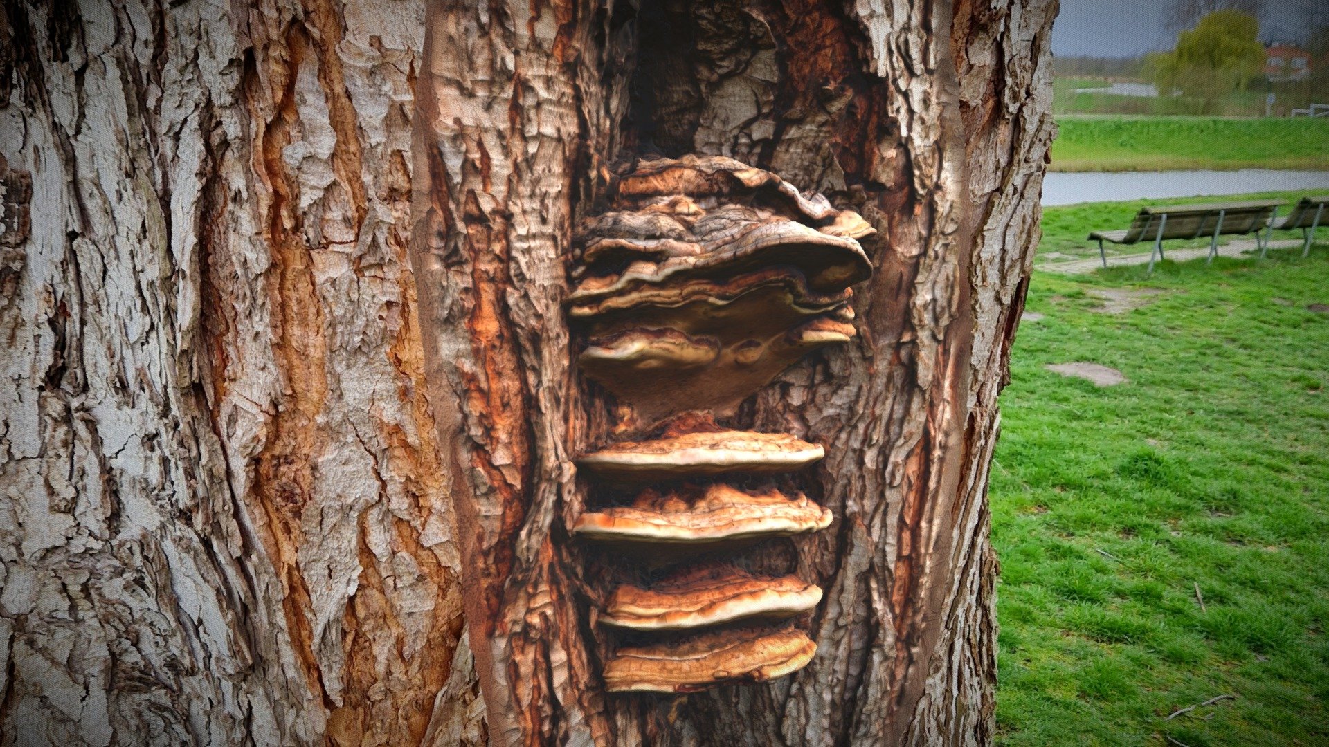 Bastion Vught Mushrooms on a Tree - 3D model by gspeed0689 [7a1099c ...