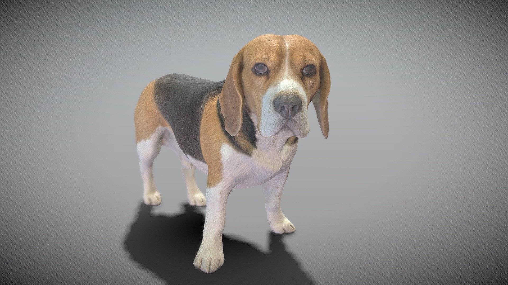 Beagle dog 09 - Buy Royalty Free 3D model by deep3dstudio [7a10a2d ...
