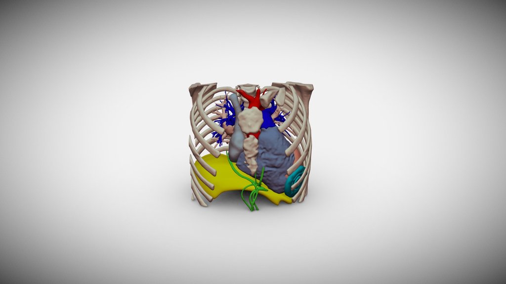 ORGANS - A 3D model collection by Chair_Digital_Anatomy - Sketchfab