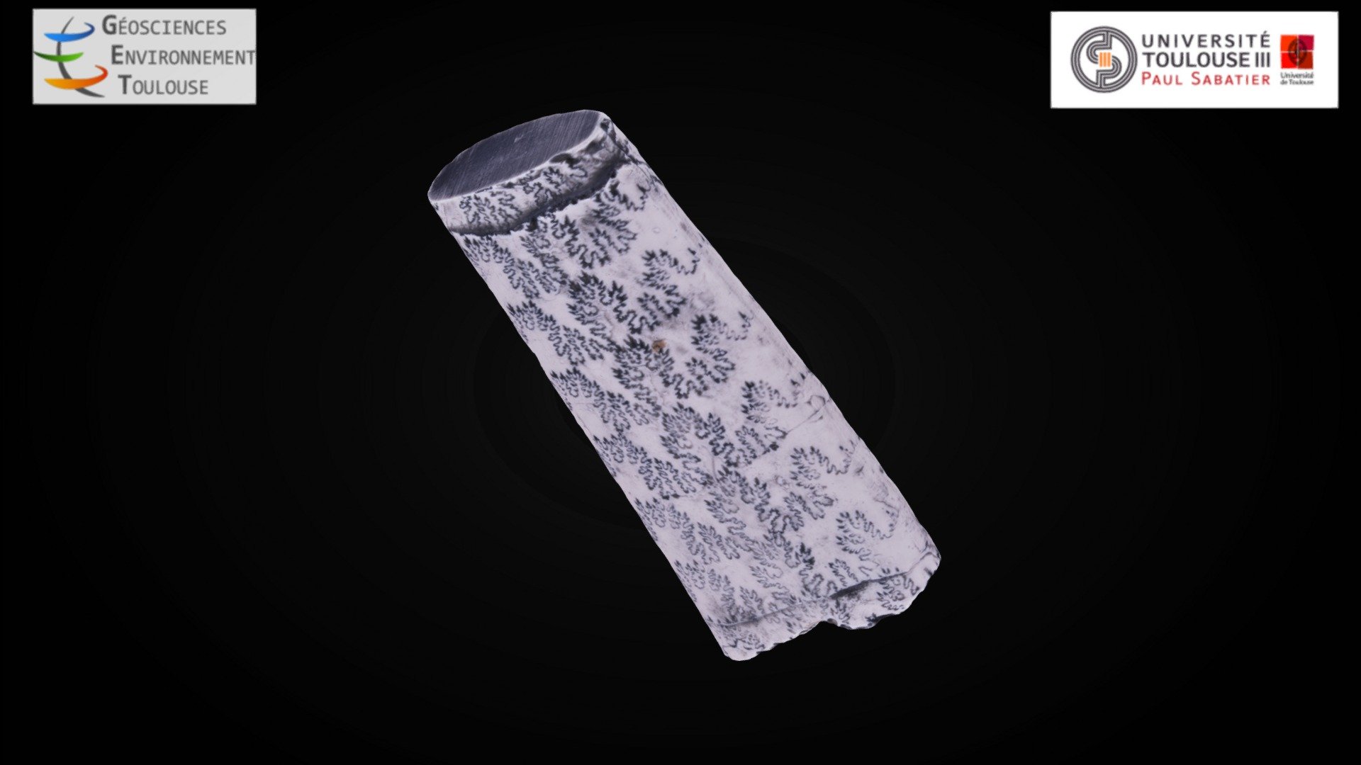 Baculites - Download Free 3D model by Marc de RAFELIS (@derafelis ...