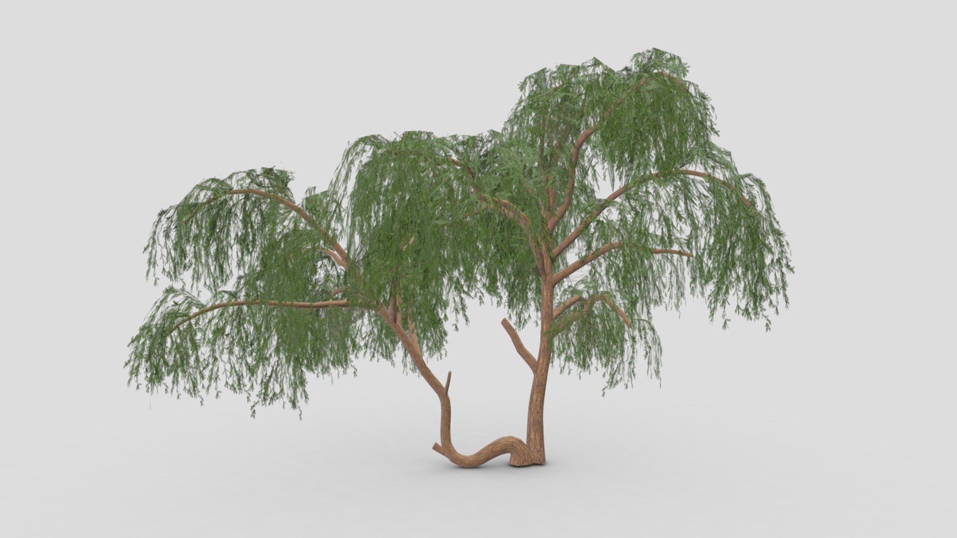 Prosopis Tree- 01 - Buy Royalty Free 3D model by ASMA3D [7a1e212 ...