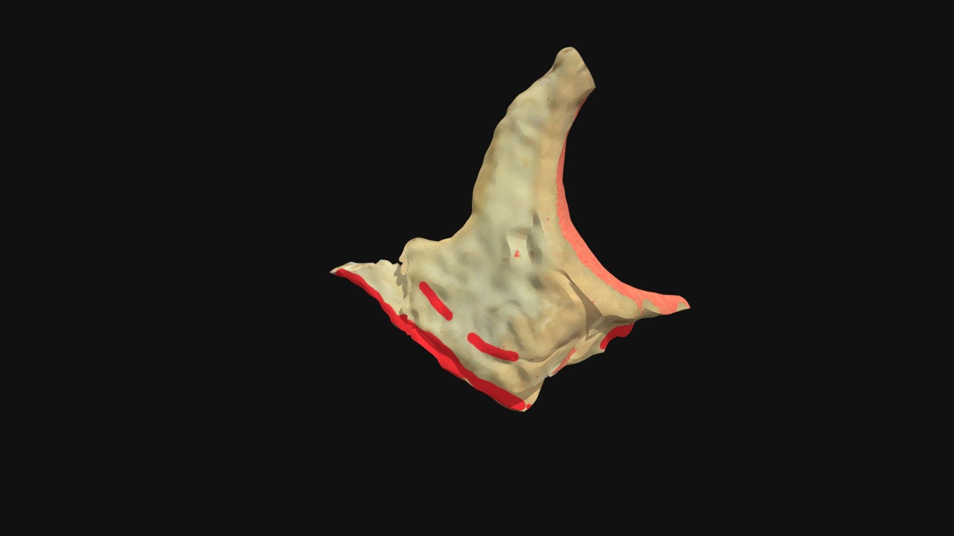 Zygomatic Bone-2 (Attachment) - 3D model by prajjawalit [7a1f26e ...