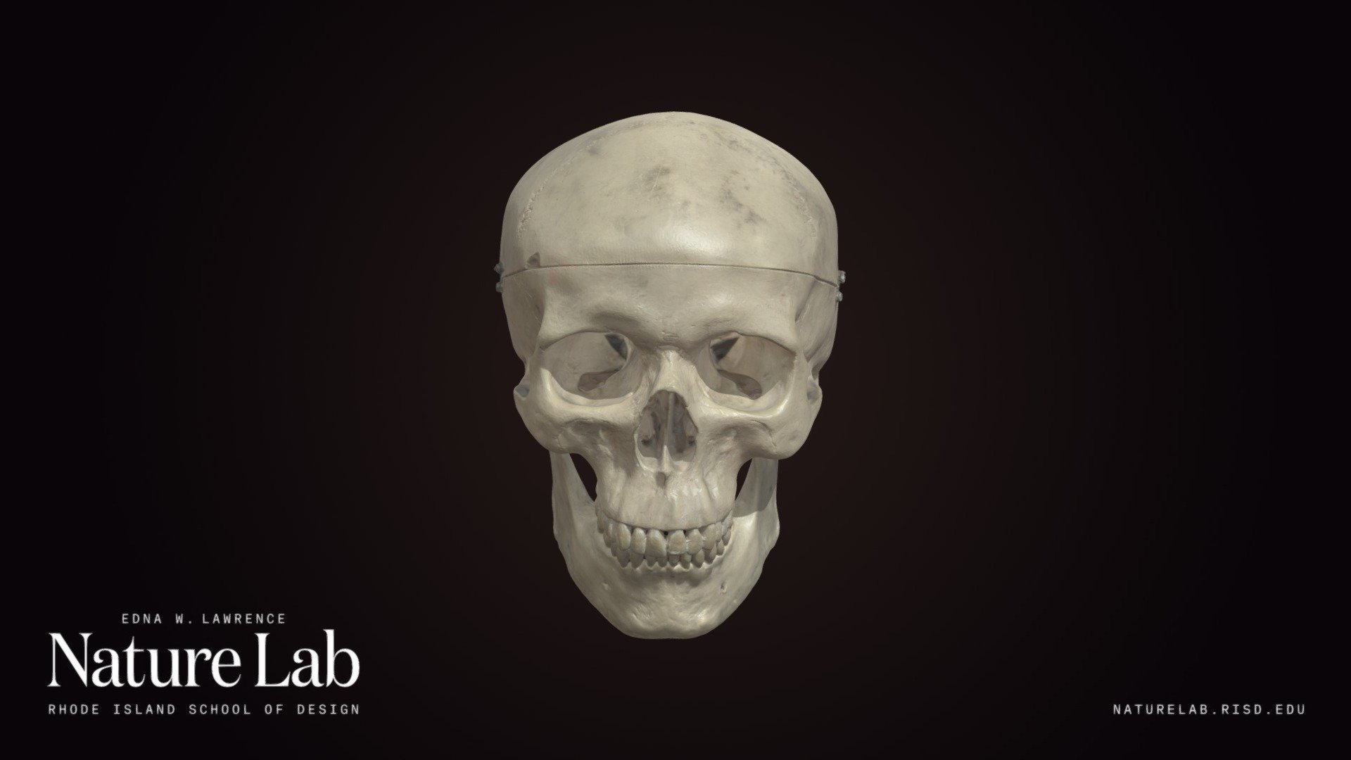 Human Skull (Replica) - 3D model by RISD Nature Lab (@RISDNaturelab ...
