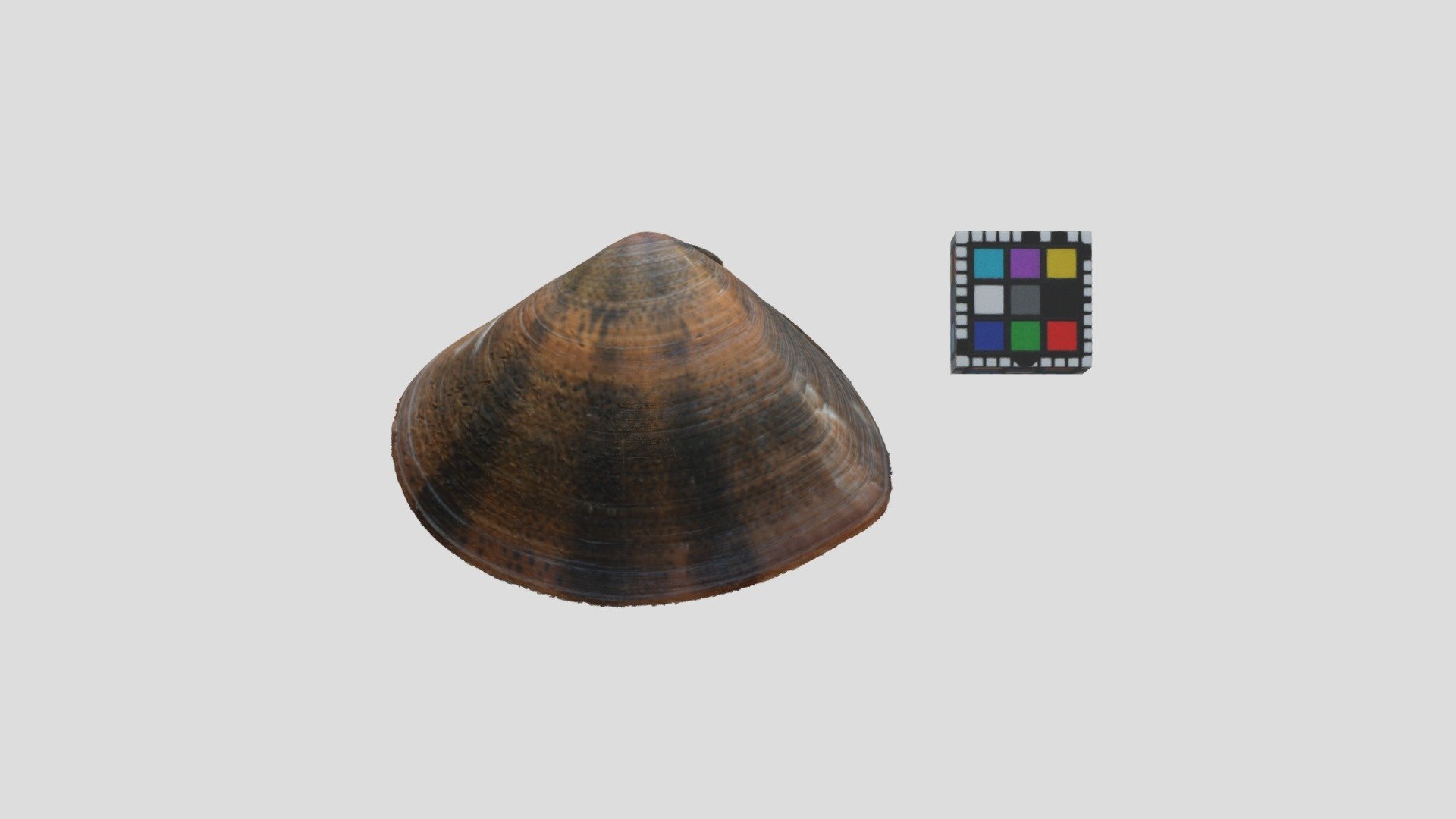 オキアサリ Macridiscus multifarius - Download Free 3D model by ffish.asia ...