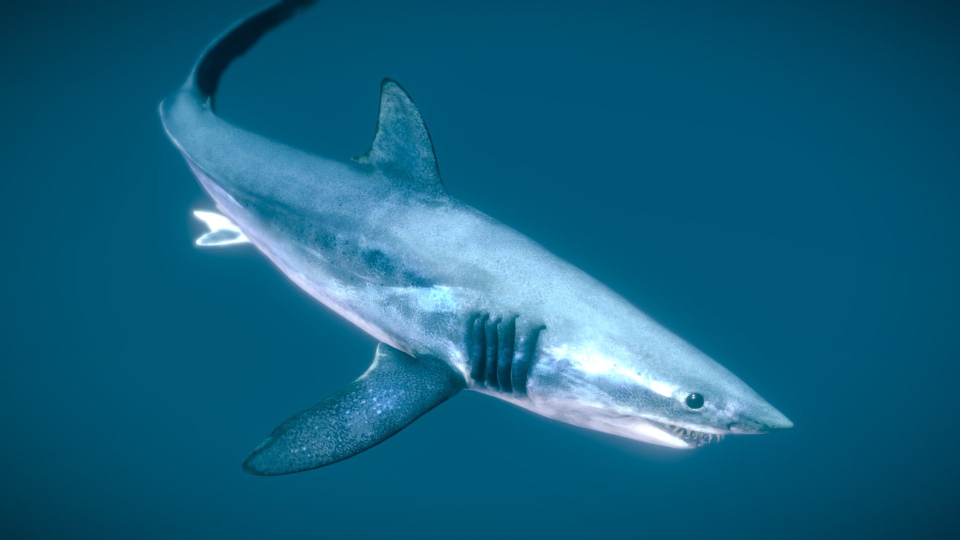 Shortfin Mako Shark ♂ - Buy Royalty Free 3D model by Nestaeric [7a2a52c ...