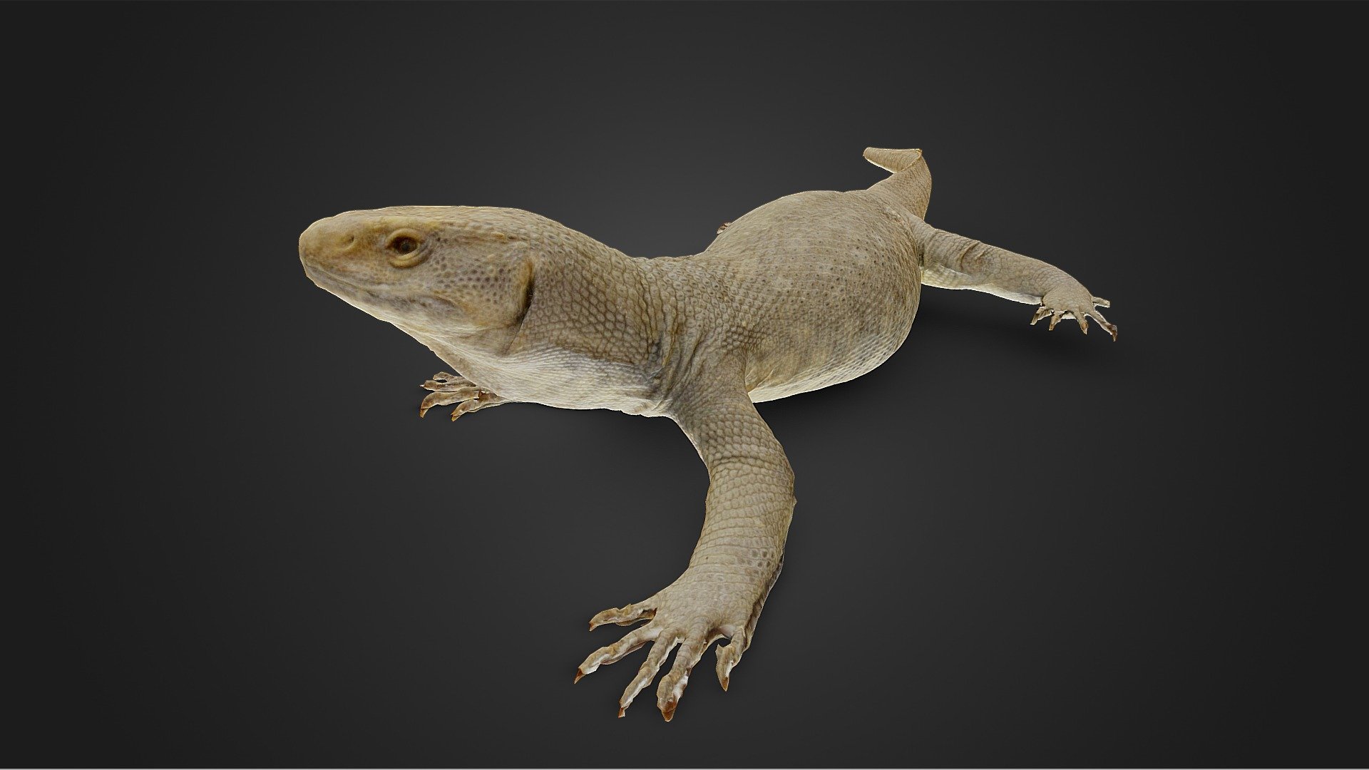 Desert Monitor Lizard Taxidermy Scan - Buy Royalty Free 3D model by ...