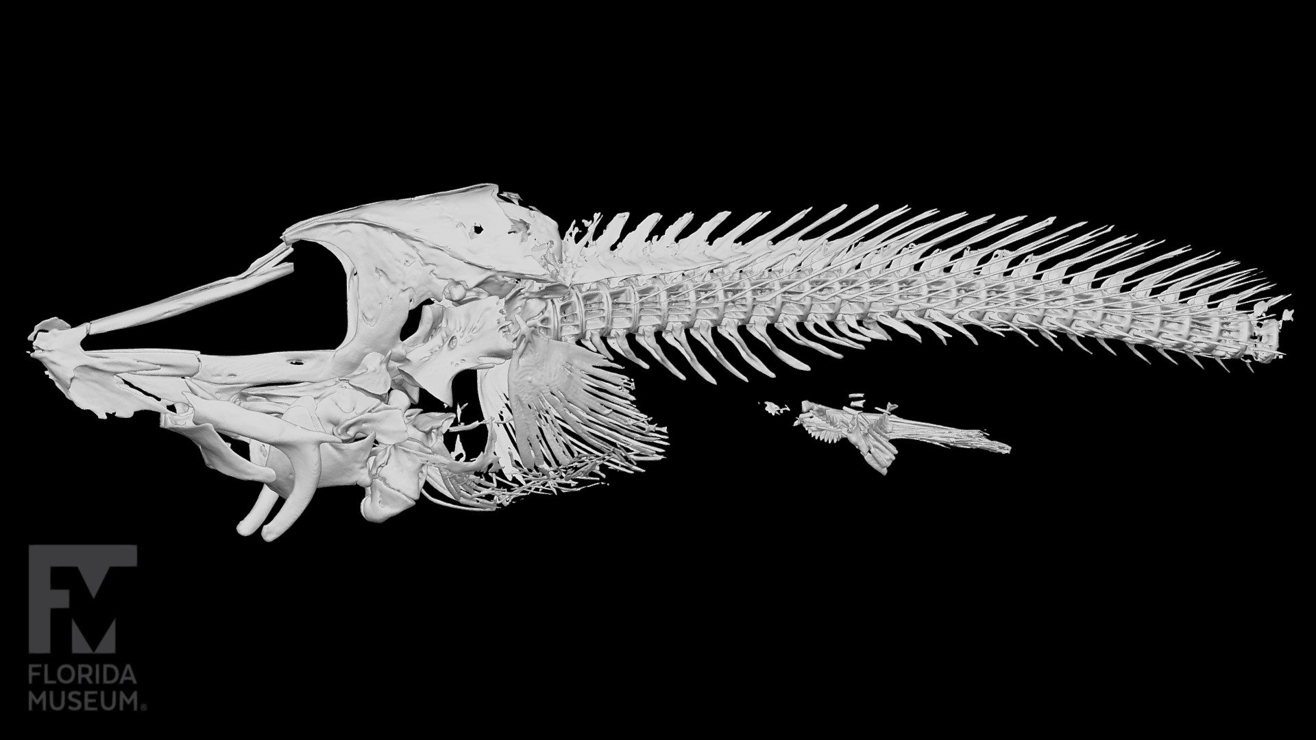 Blackfin Tapirfish CT Scan, Notacanthidae - 3D model by FloridaMuseum ...
