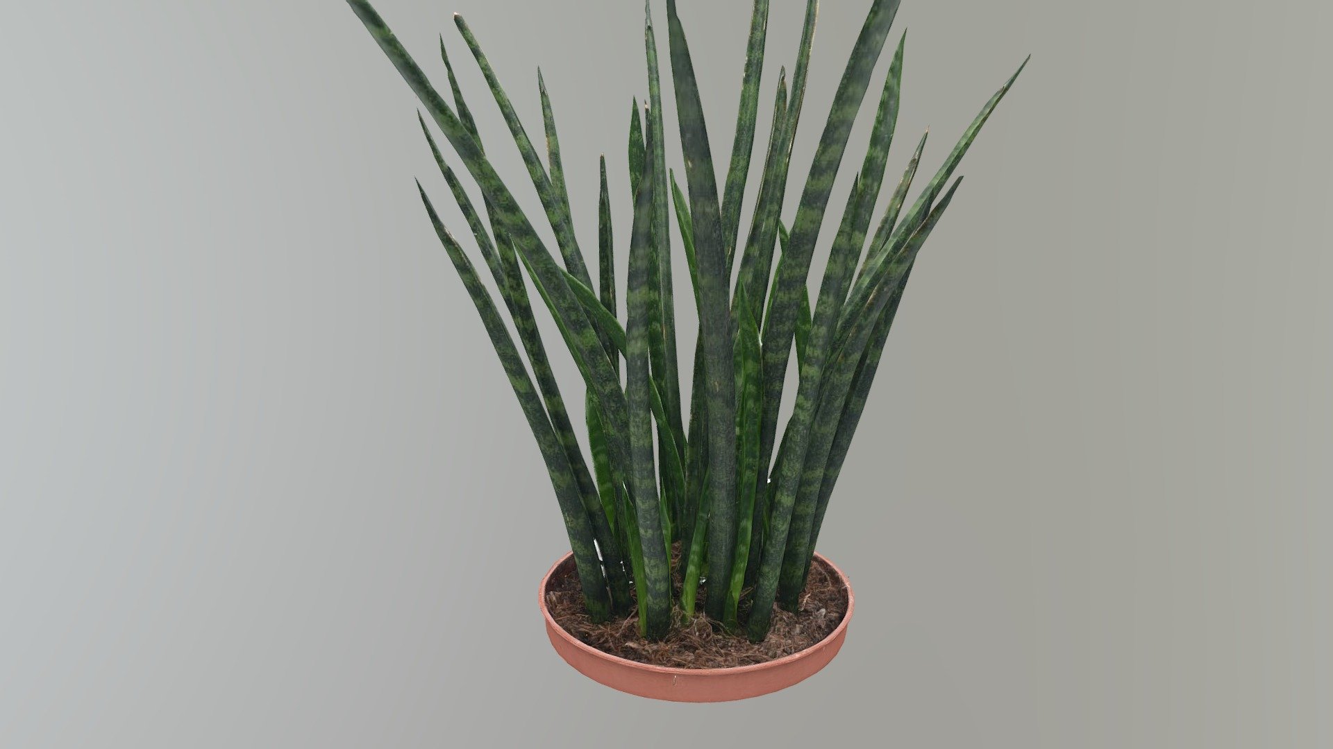 stekel plant 20K polygons 2K texture - 3D model by Dajo.Brinkman ...