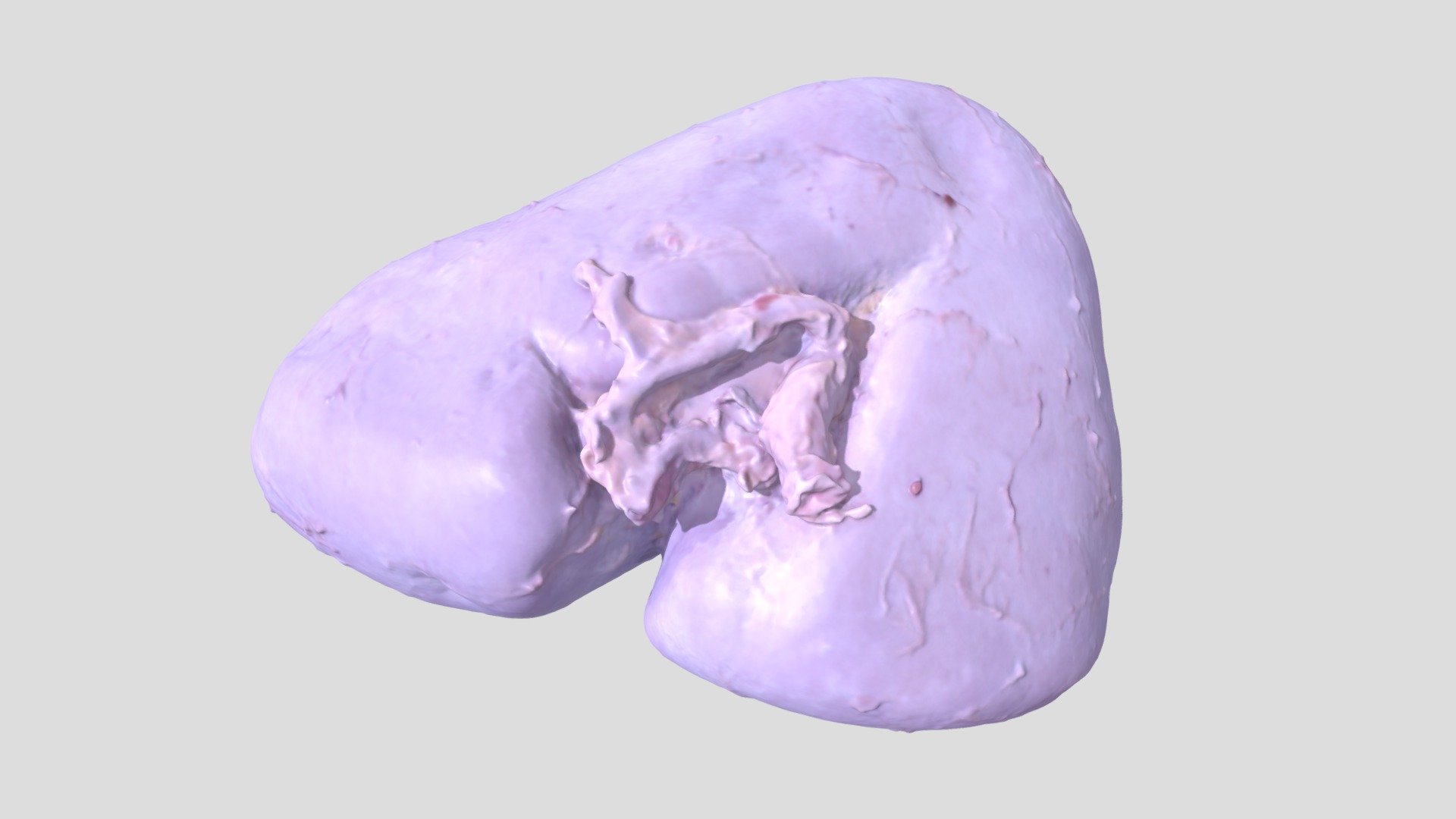 Left kidney (horse) - 3D model by University of Sarajevo - Veterinary ...