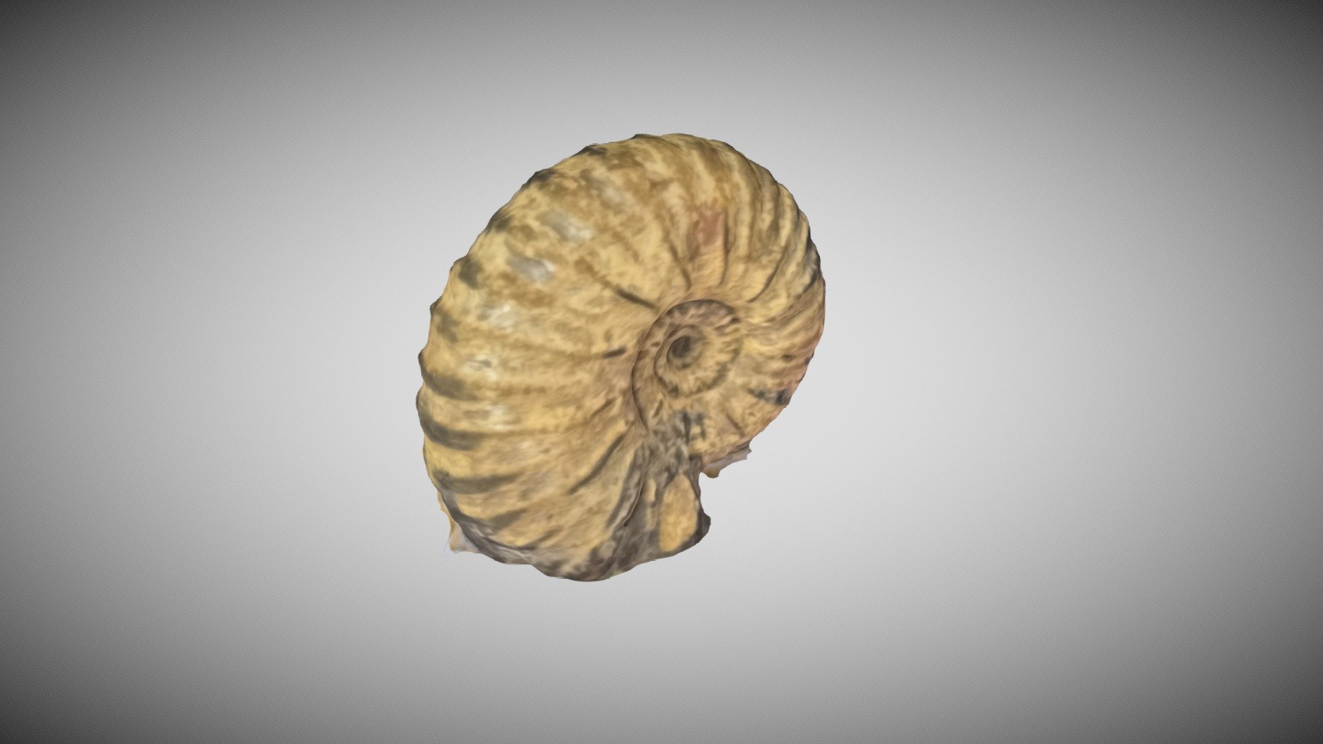 Amonite - Download Free 3D model by Spectral Bird Studio ...