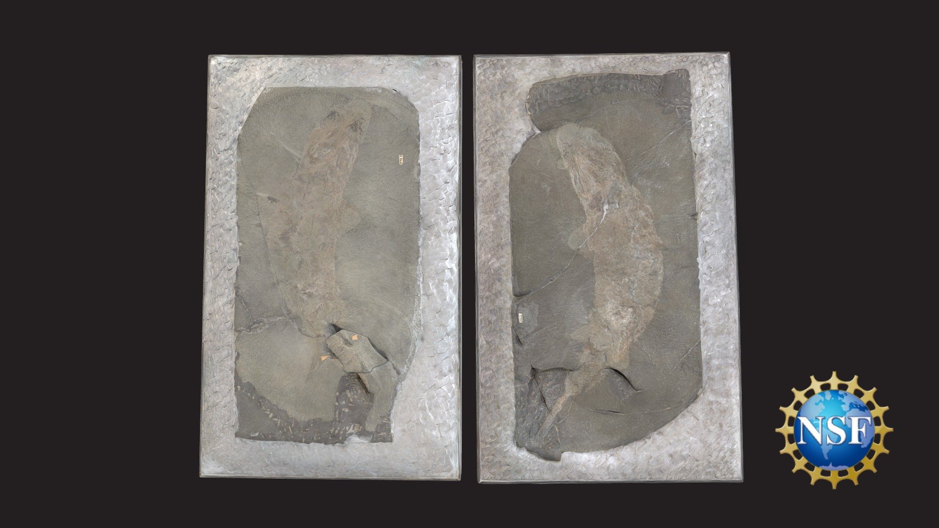 CMNH 5737, Diademodus hydei (Holotype) - 3D model by Cleveland Museum ...