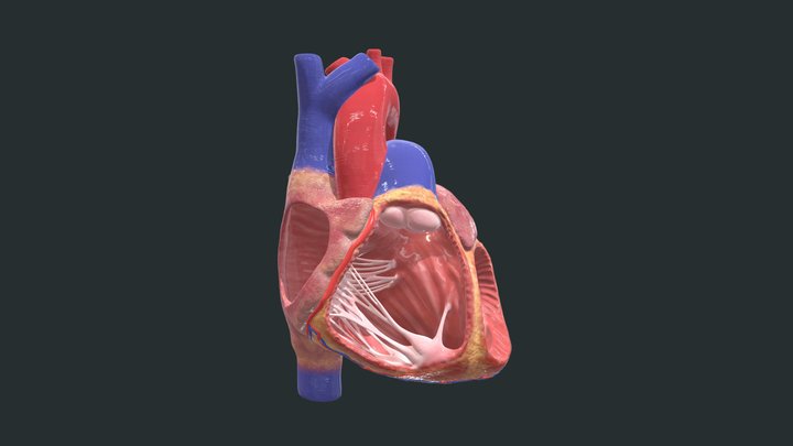 Interior heart - A 3D model collection by University of Dundee, CAHID ...
